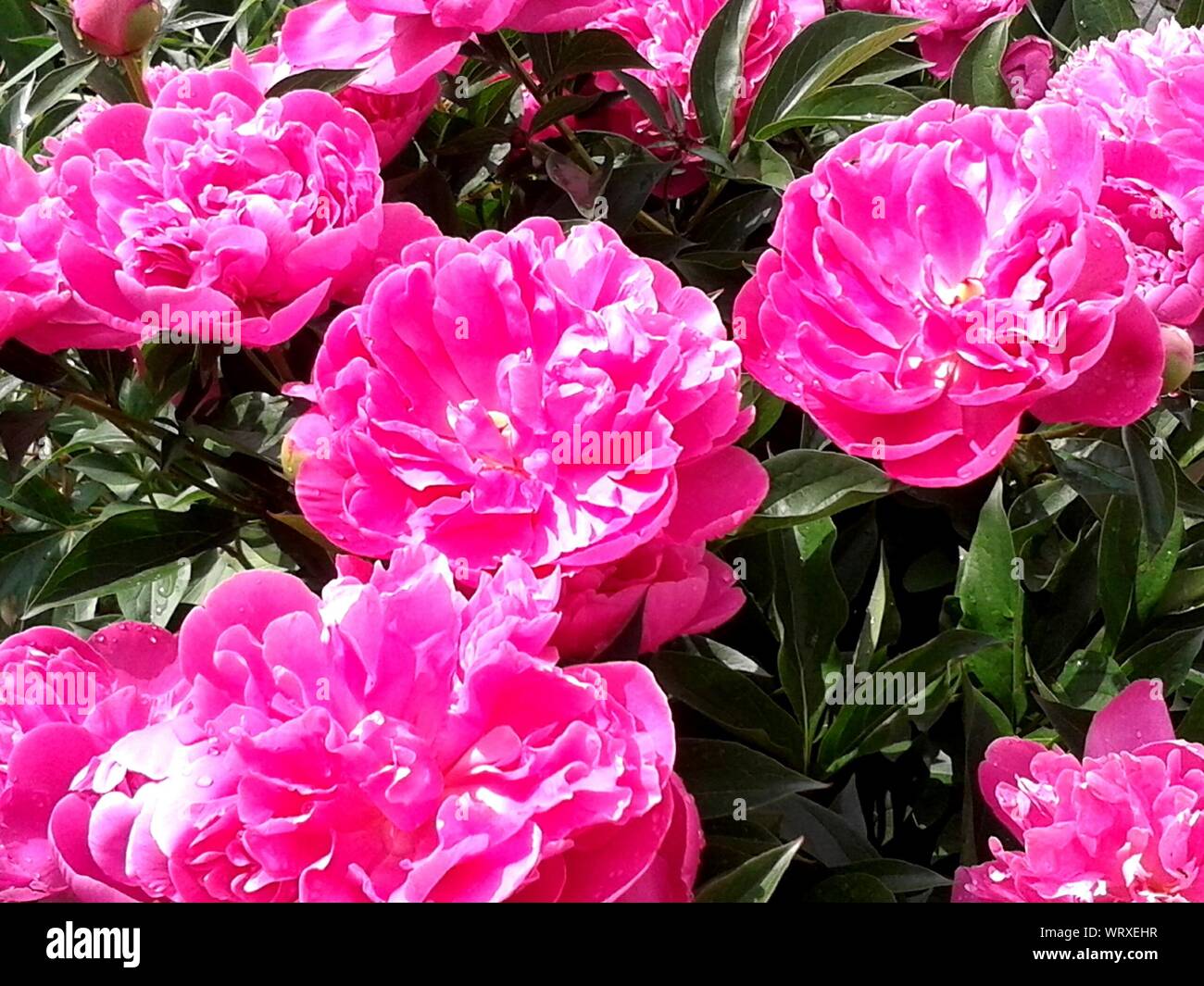Close up peonies hi-res stock photography and images - Alamy