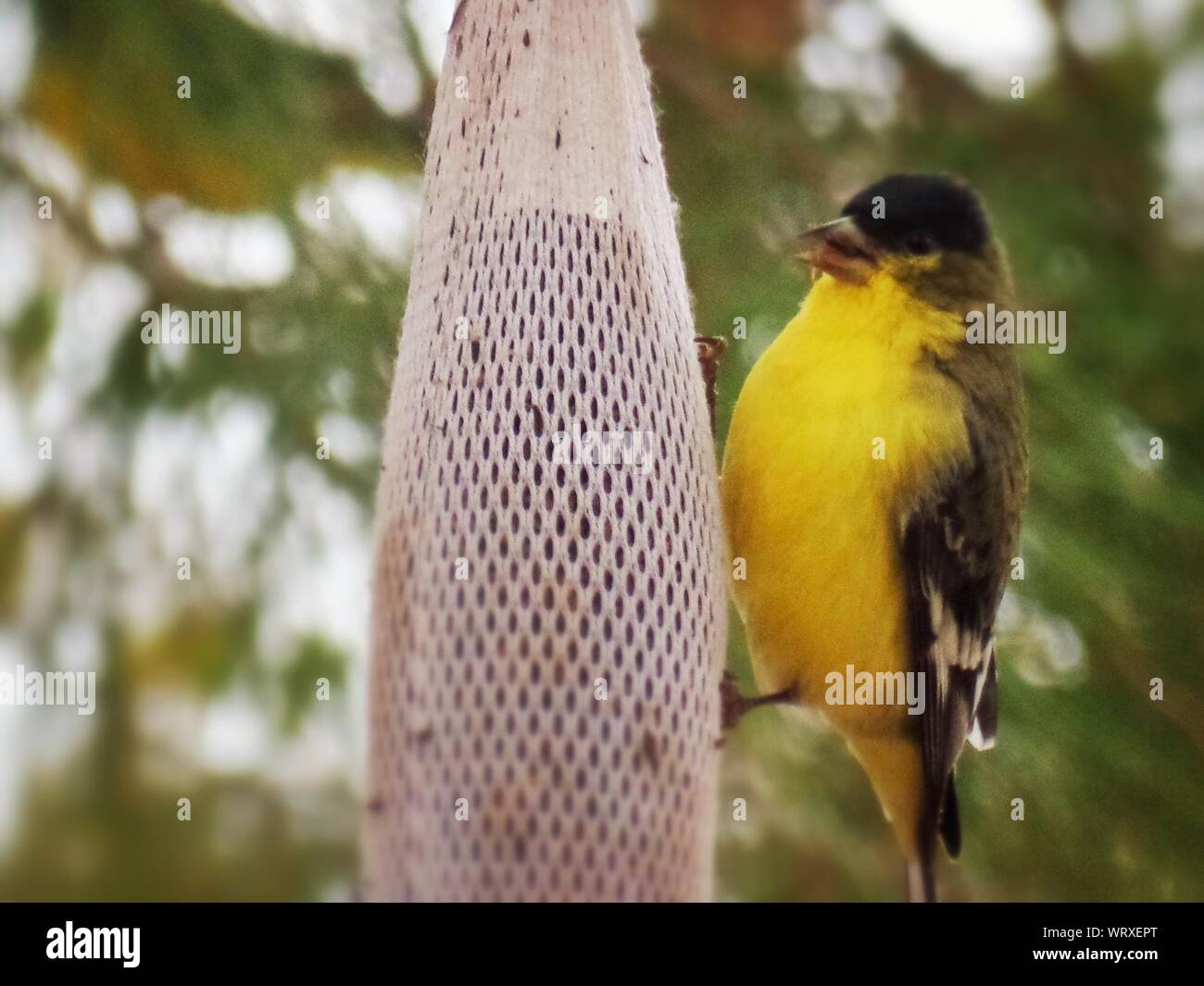 Bird feeding hi-res stock photography and images - Alamy