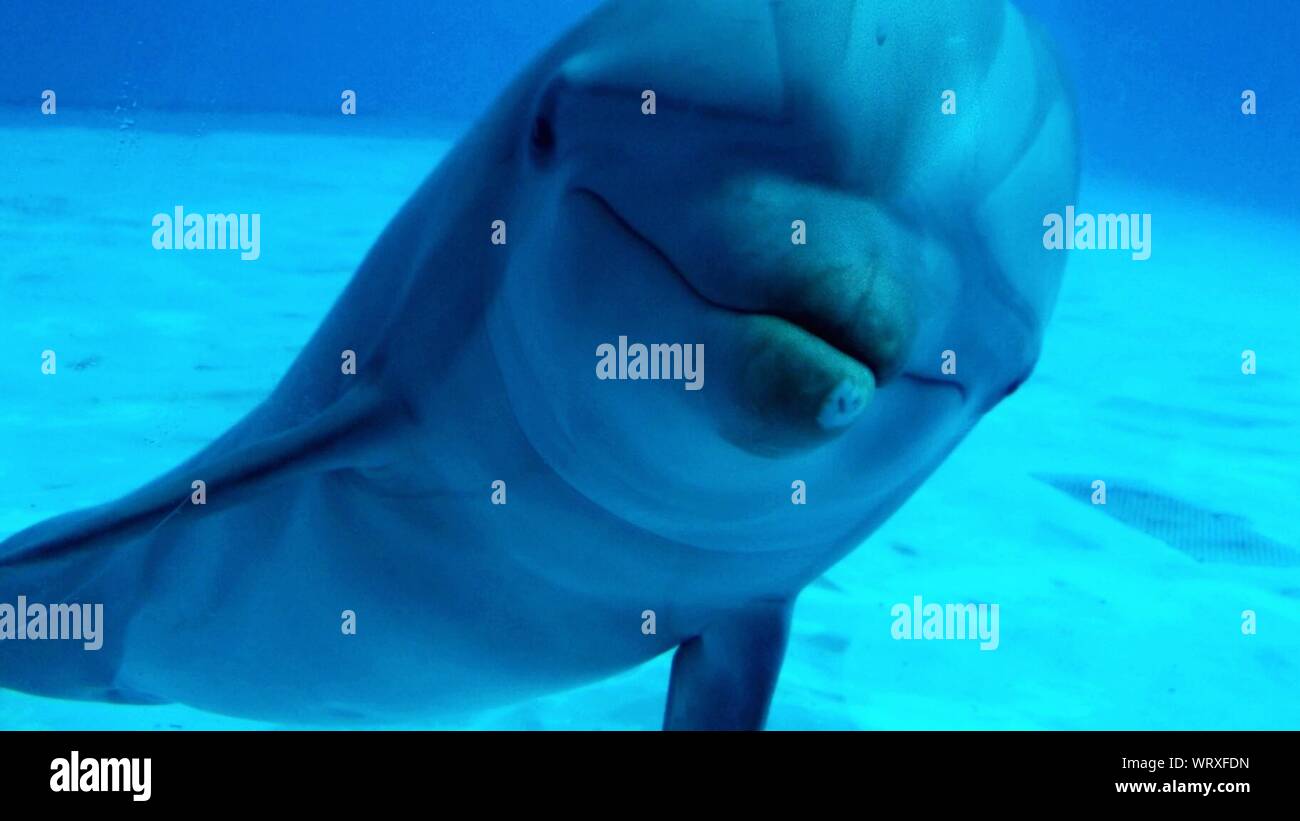 One dolphin underwater hi-res stock photography and images - Alamy