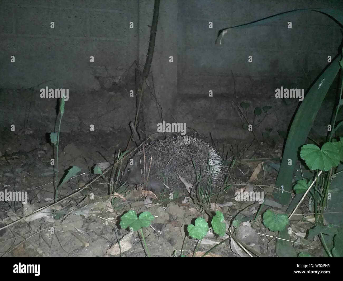 Night hedgehog hi-res stock photography and images - Alamy