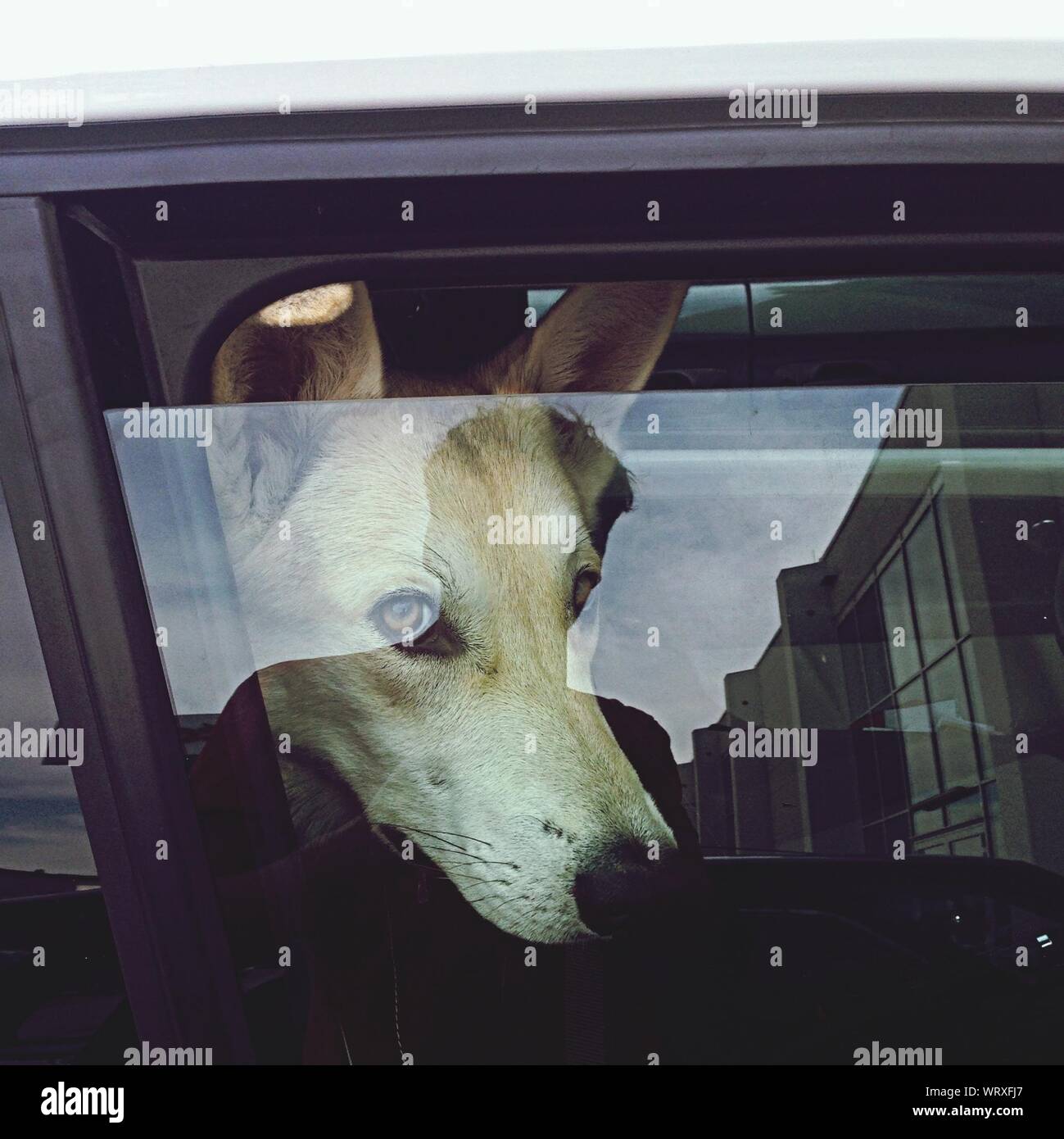 Dog reflection through window hi-res stock photography and images - Alamy