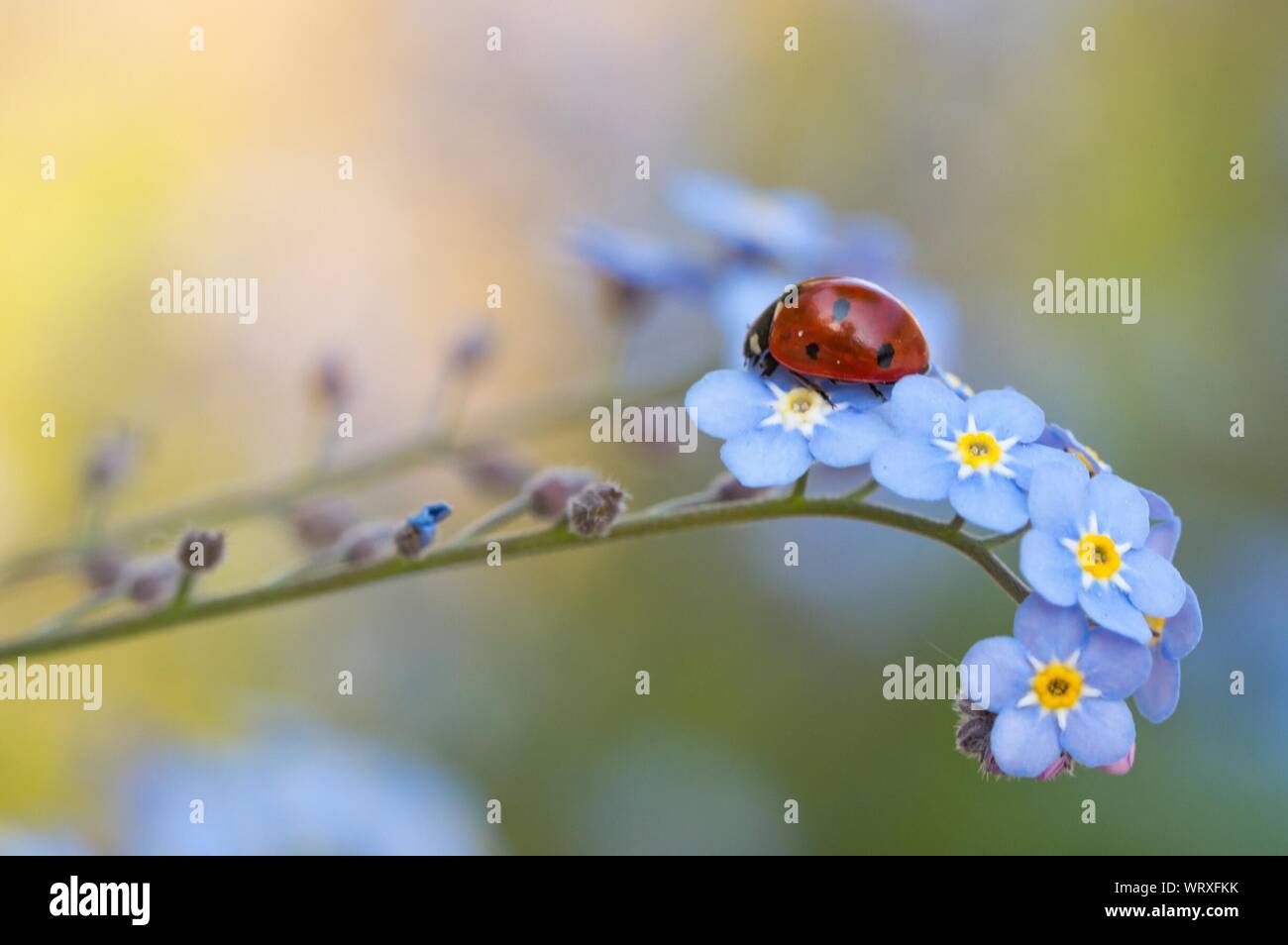 Ladybug on forget me not hi-res stock photography and images - Alamy