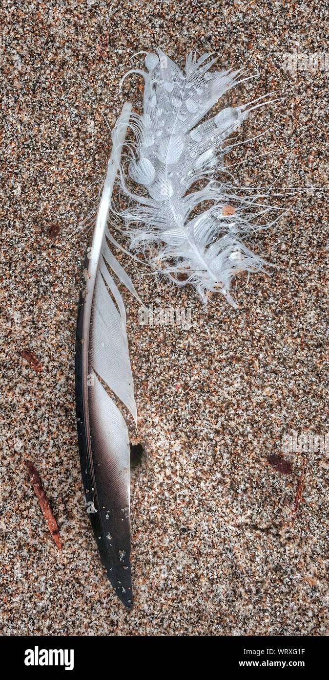 Wet feather hi-res stock photography and images - Alamy