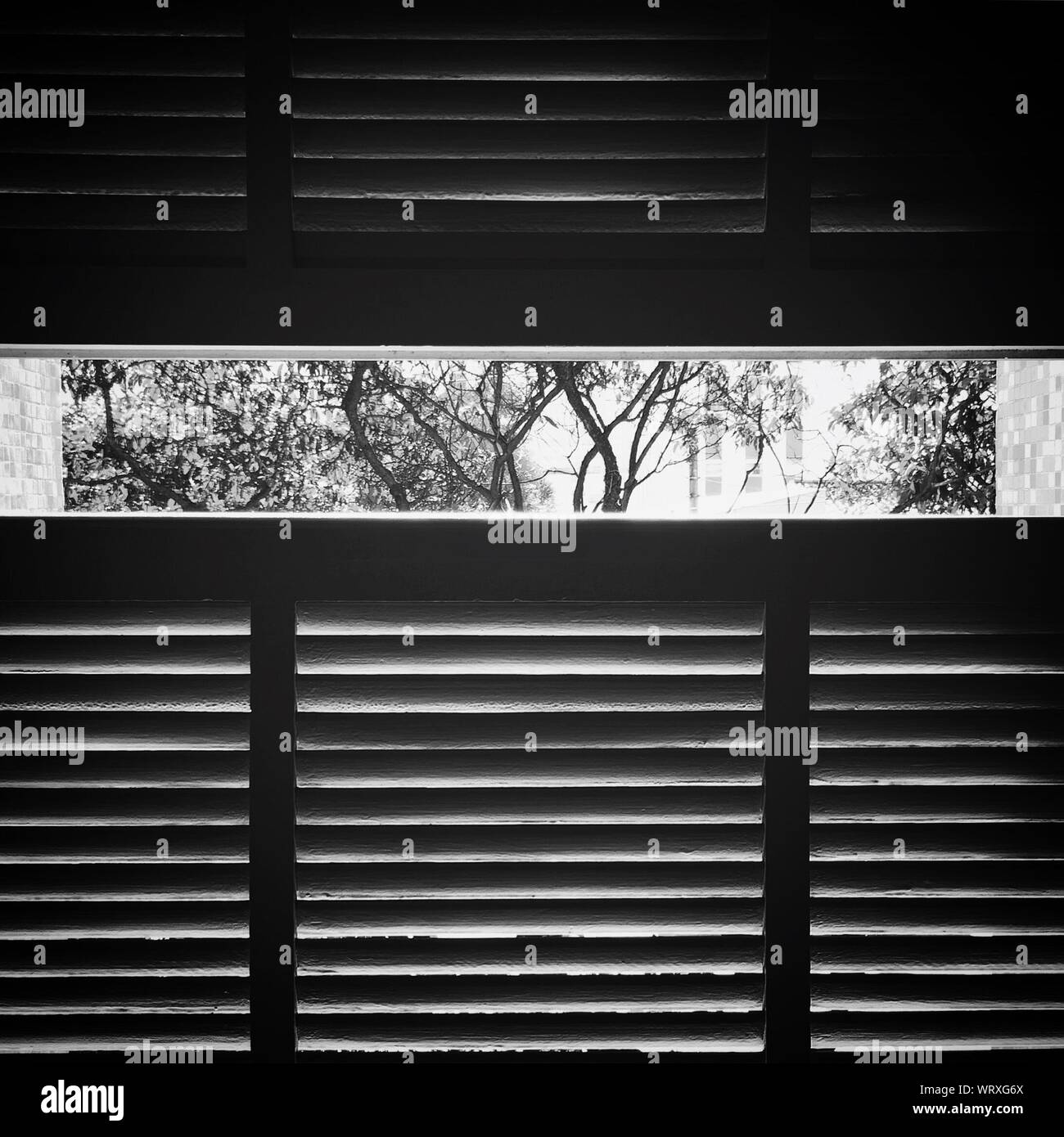 Window blinds trees hi-res stock photography and images - Alamy