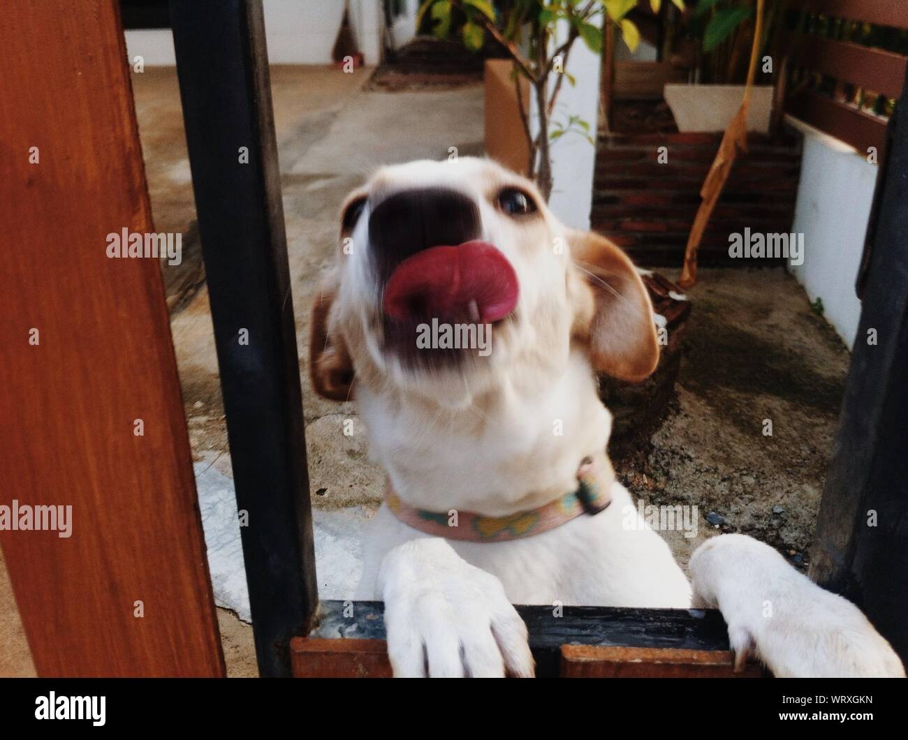 Dog close door hi-res stock photography and images - Alamy