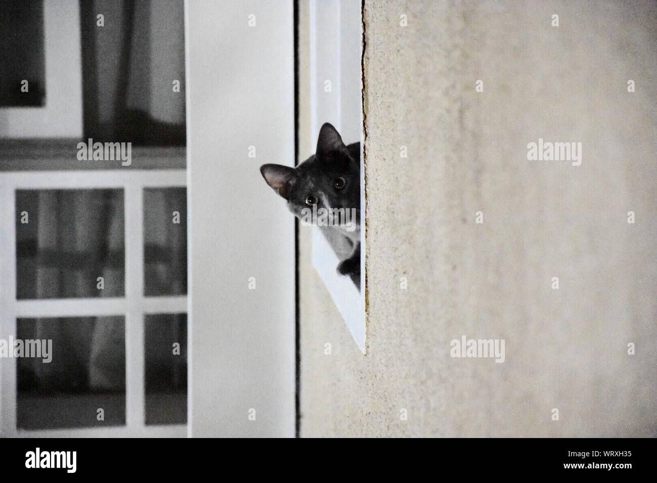Peeping cat hi-res stock photography and images - Alamy