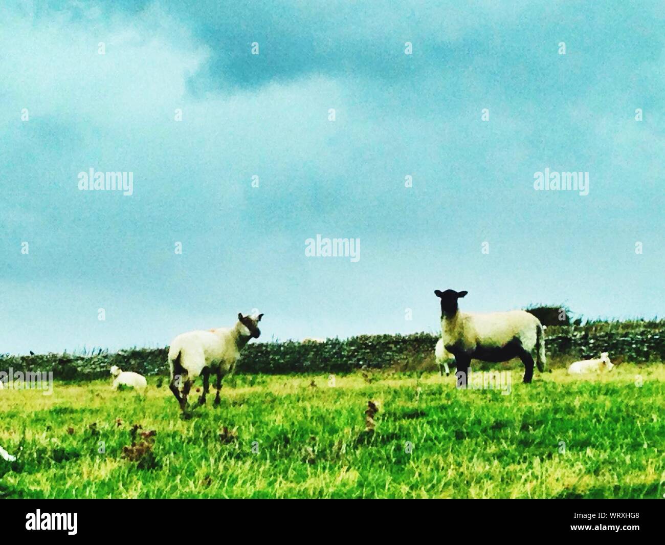 Goats pasture hi-res stock photography and images - Alamy