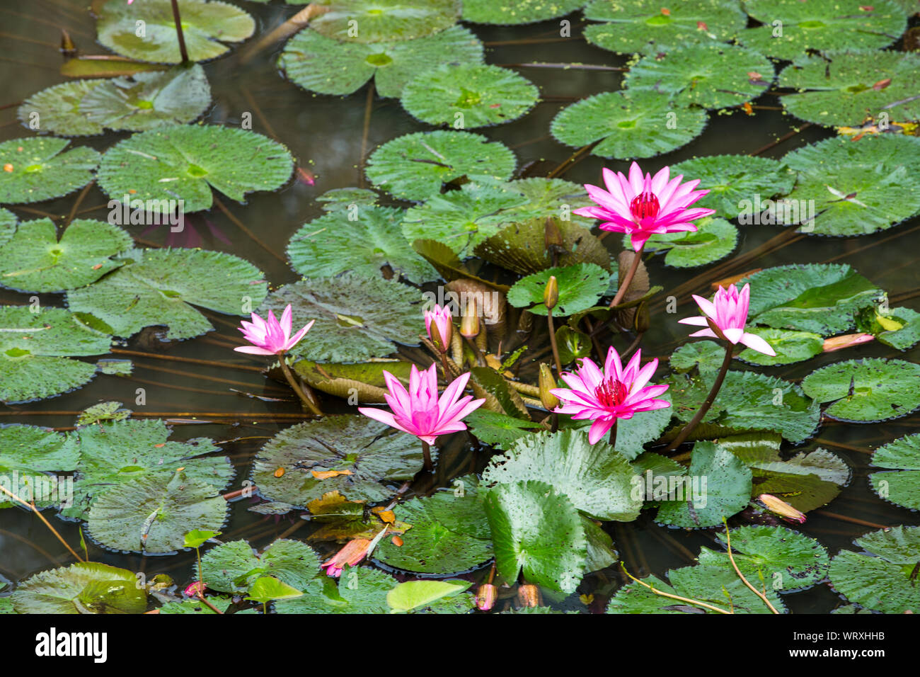 Lotus Flower, Lotus leaves on the river Stock Photo - Alamy