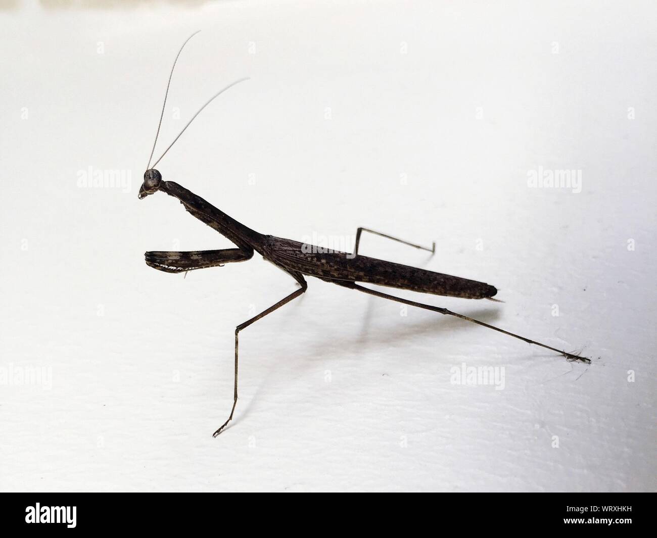 Mantis white background hi-res stock photography and images - Alamy