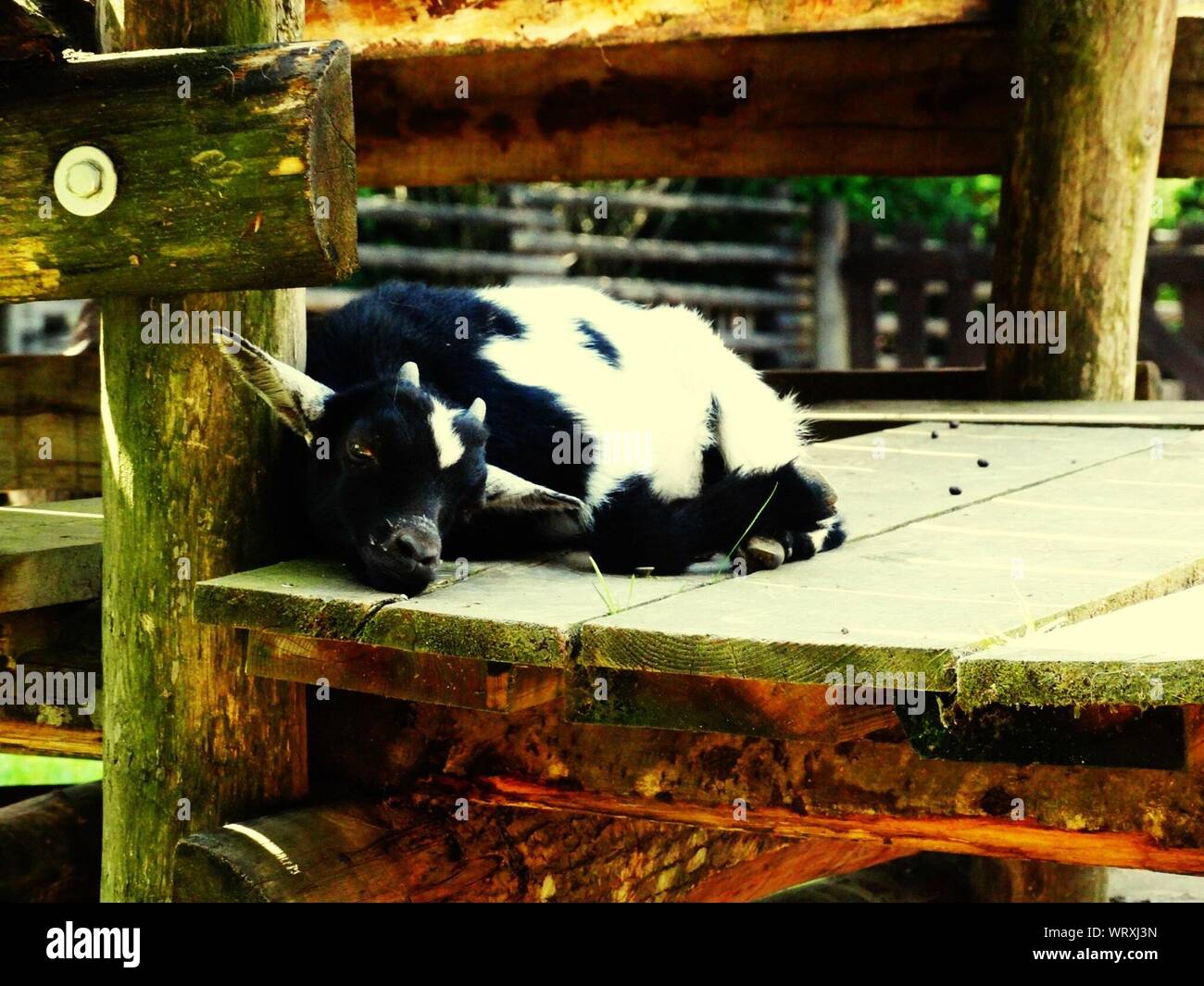 Young animal animal trunk hi-res stock photography and images - Alamy