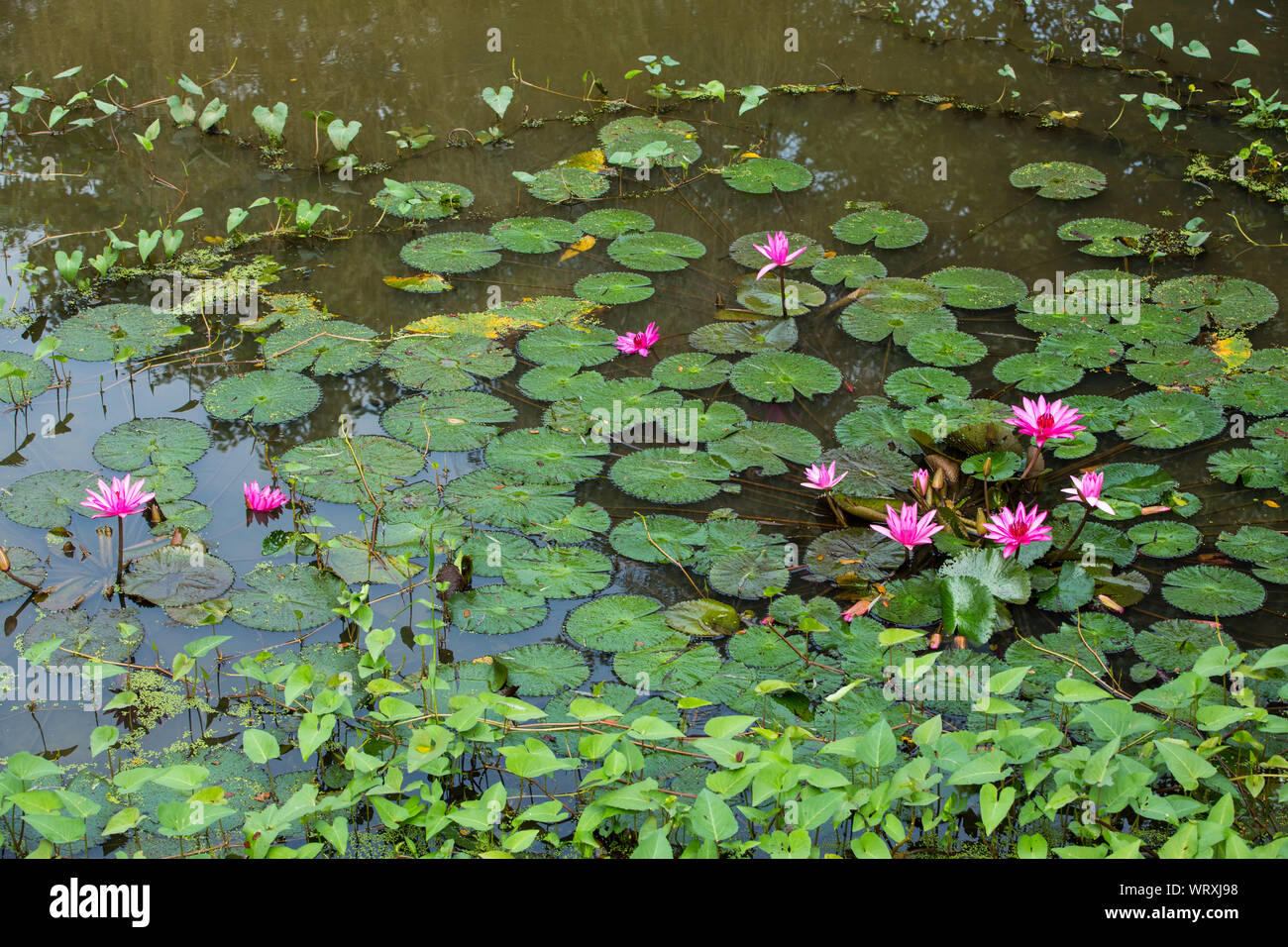 Lotus Flower, Lotus leaves on the river Stock Photo - Alamy
