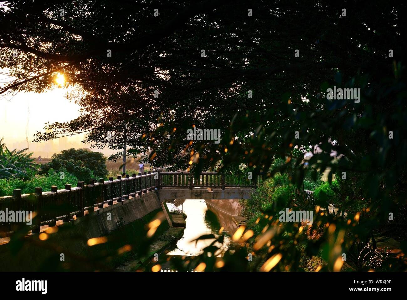 Tree Growing By Bridge Over River Stock Photo - Alamy