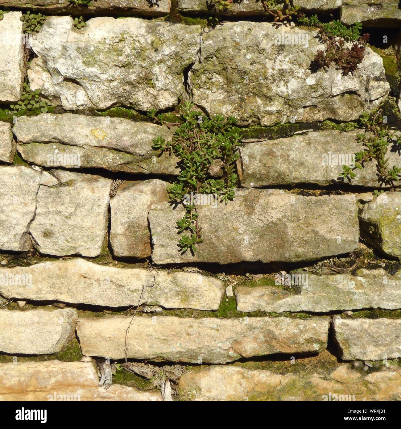 Plants Growing On Stone Wall Stock Photo - Alamy