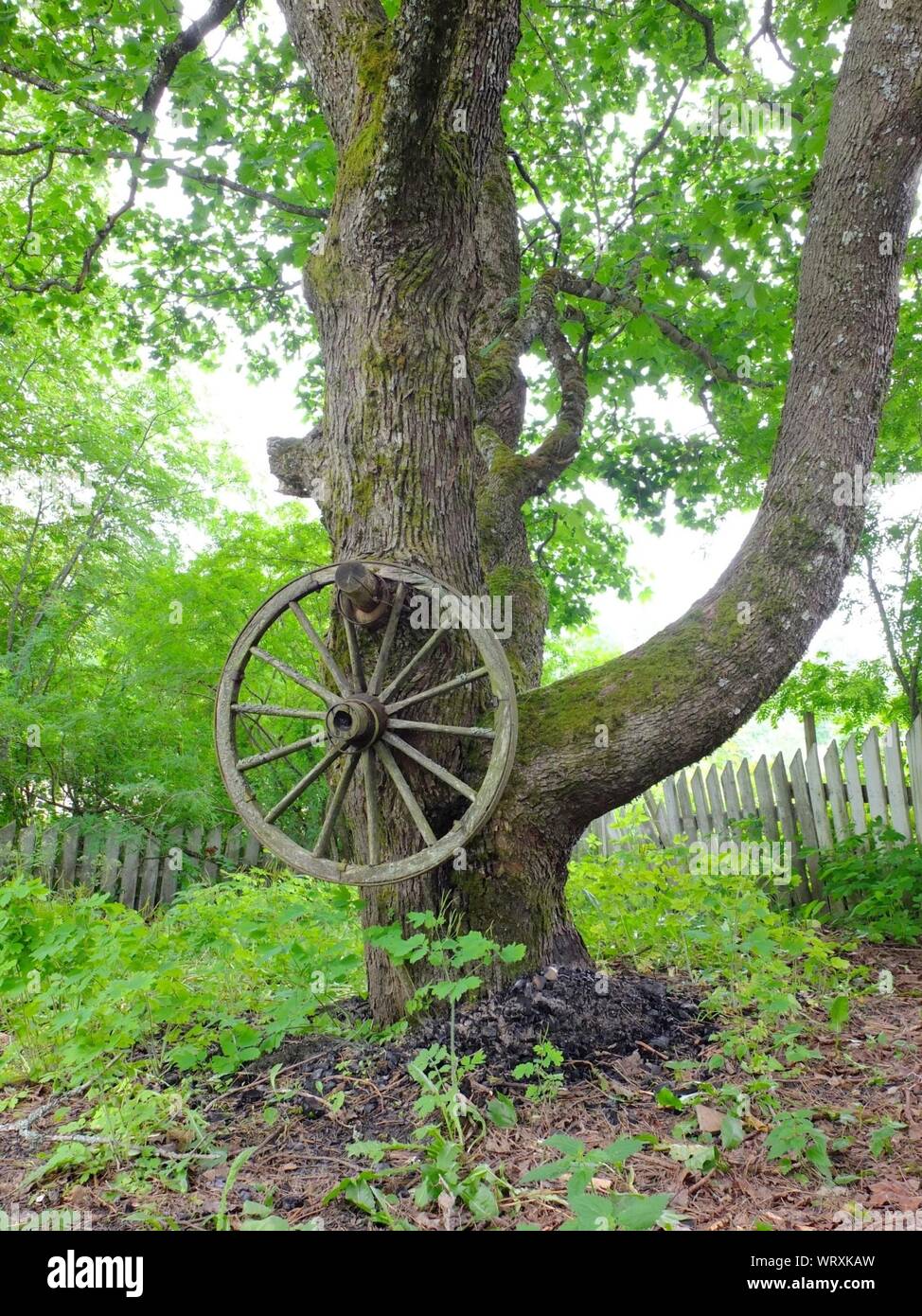 Tree wheel hi-res stock photography and images - Alamy