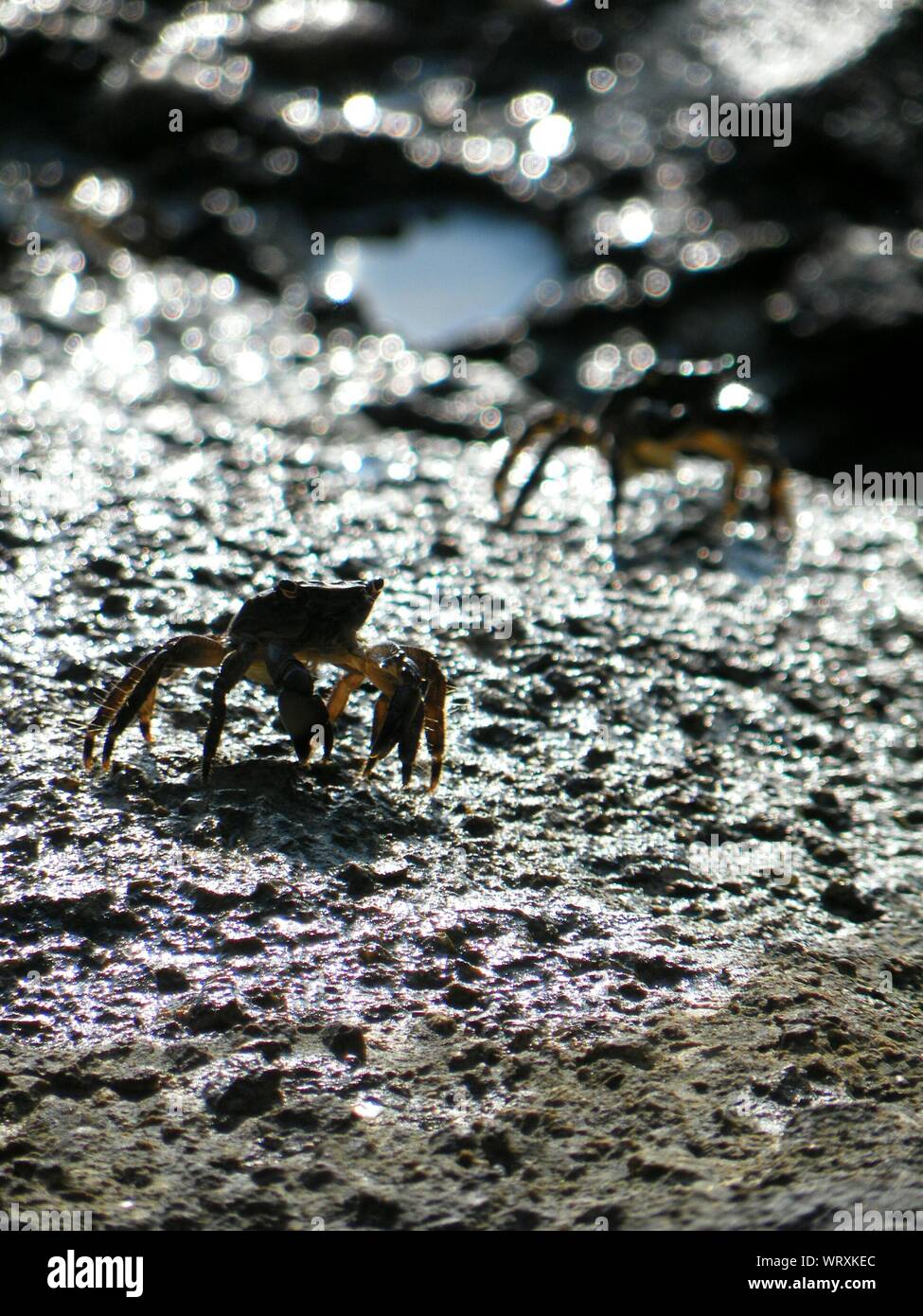 Crabs on the rock hi-res stock photography and images - Alamy