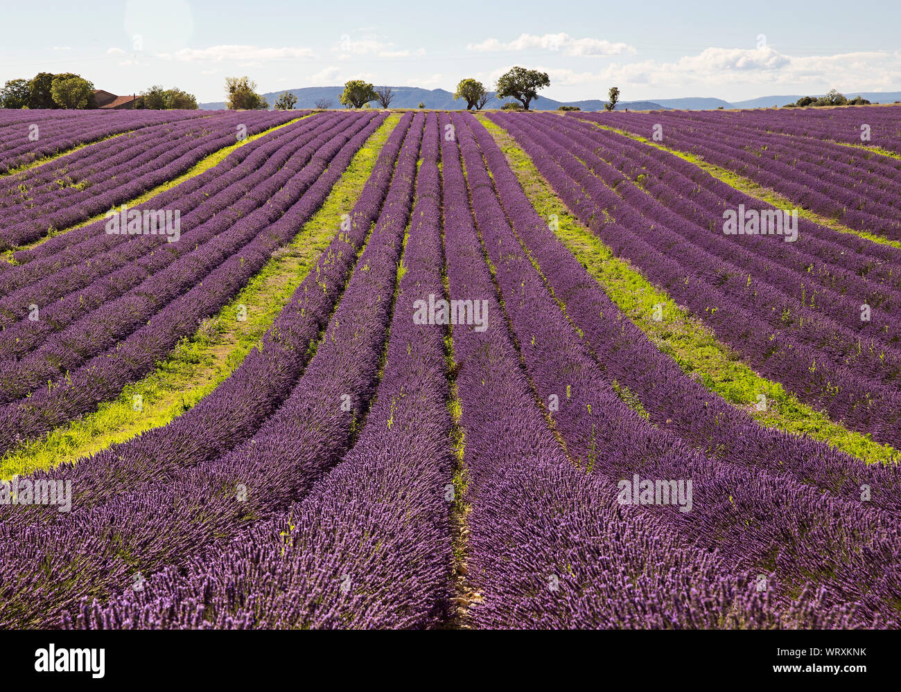 Rows of lavender grow through Provence, France. Fields are endless as ...