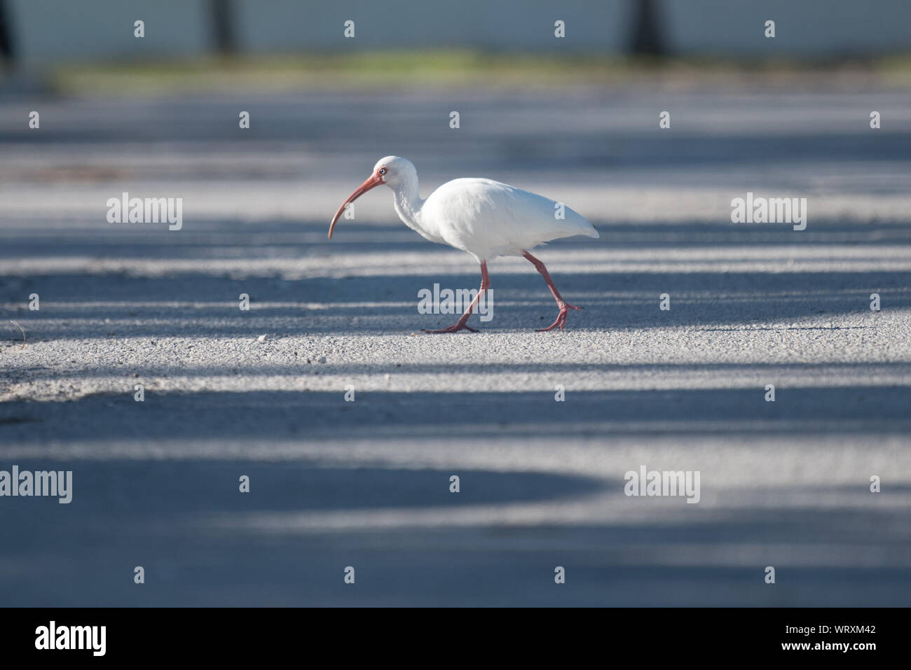 Walking ibis hi-res stock photography and images - Alamy