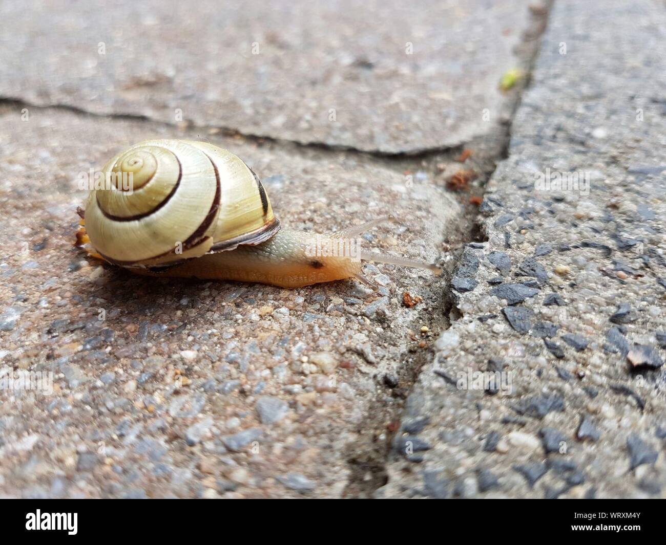 Concrete snail or croissant hi-res stock photography and images - Alamy
