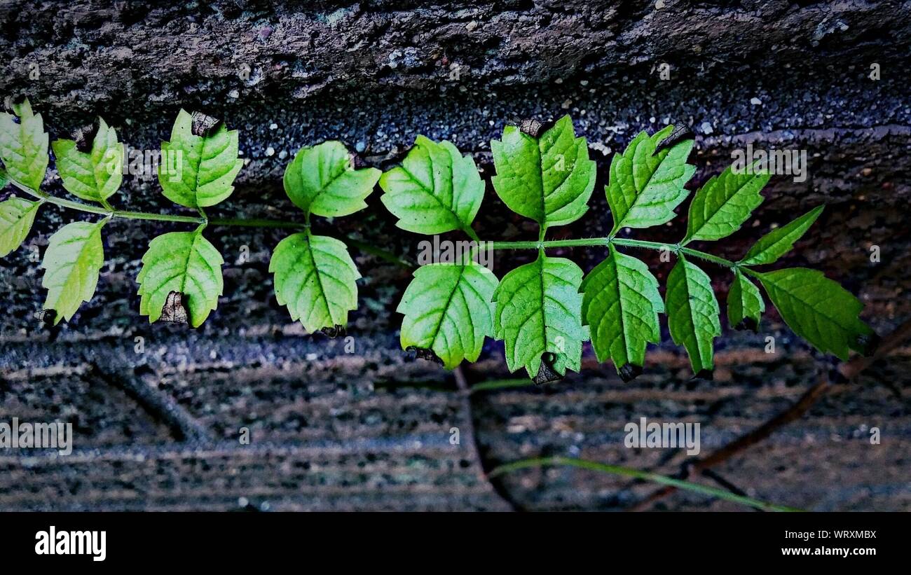 Vine on rock hi-res stock photography and images - Alamy