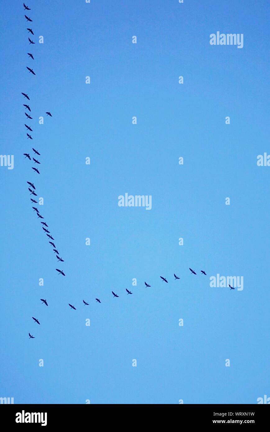 Birds flying in shape hi-res stock photography and images - Alamy