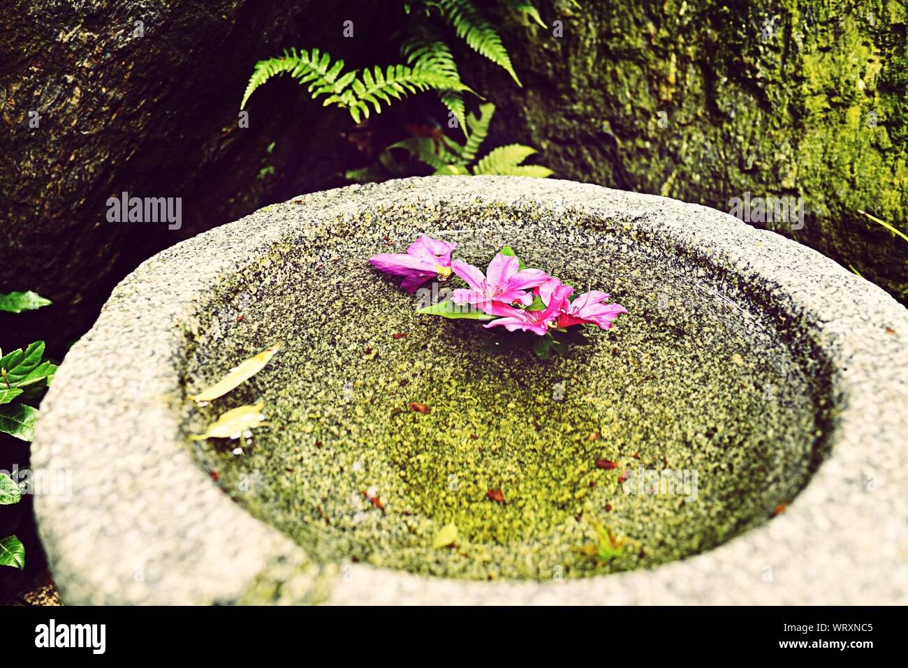 Vegetation floating in water hi-res stock photography and images - Alamy