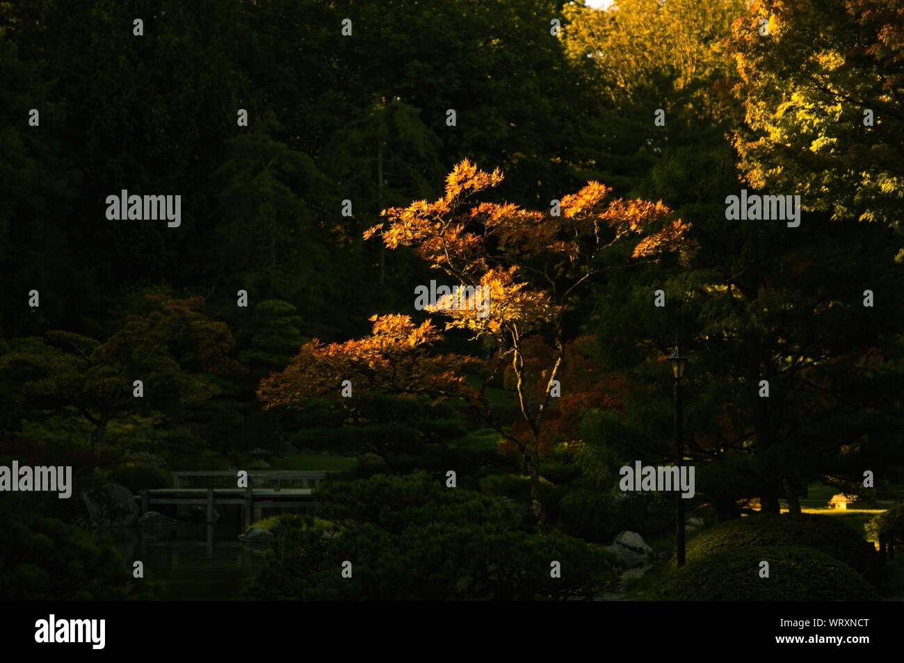Flower Trees At Night Stock Photo - Alamy
