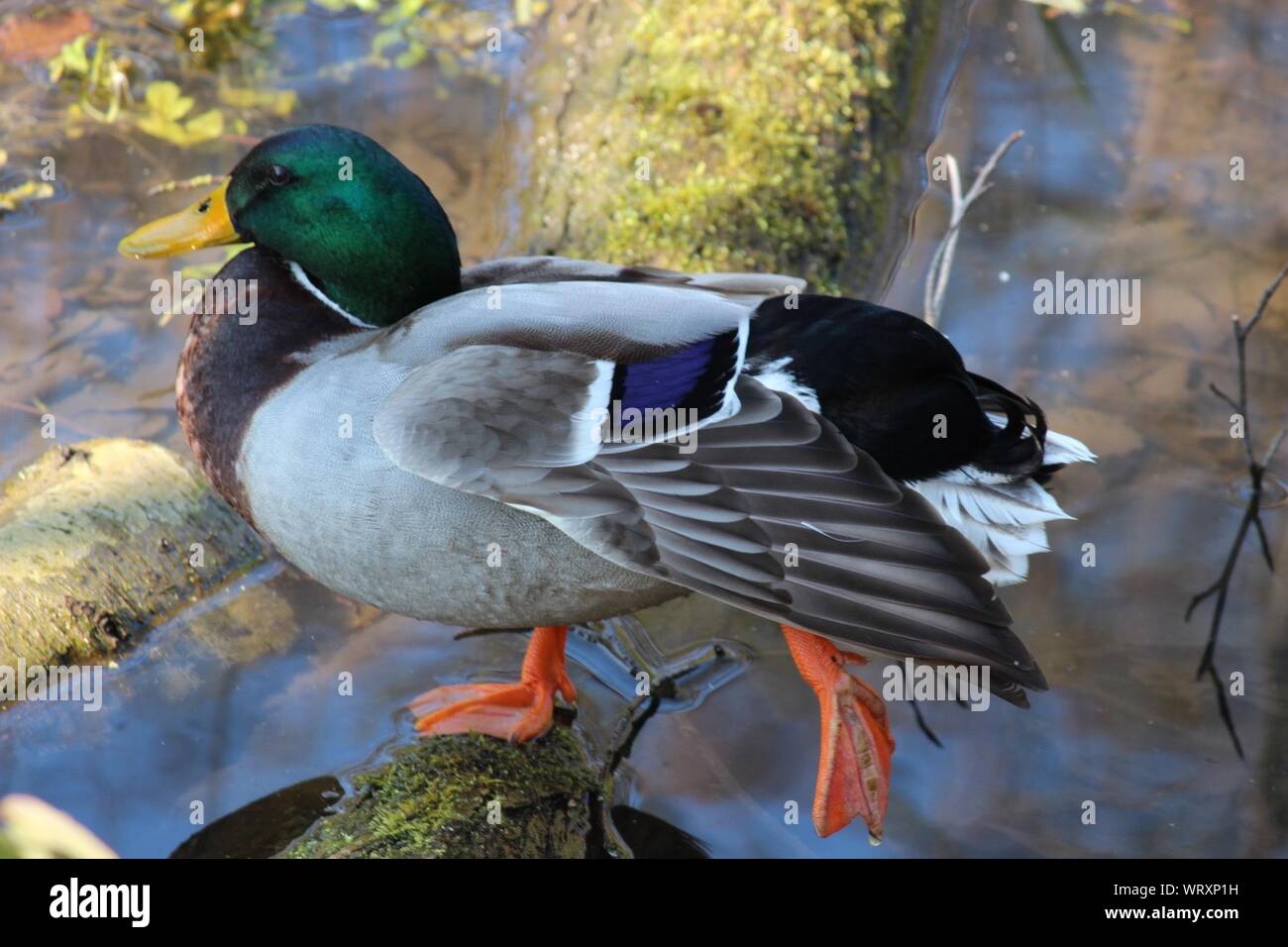 Mallard duck one leg hi-res stock photography and images - Alamy