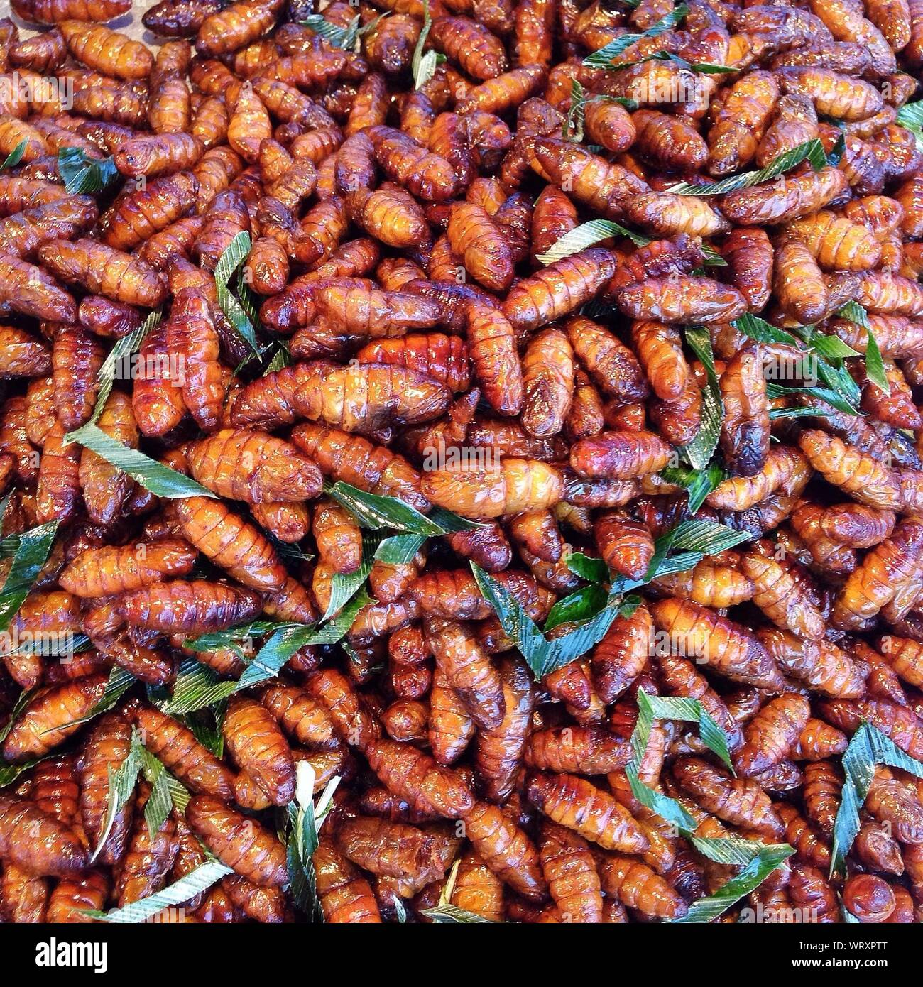 Large Maggots High Resolution Stock Photography and Images - Alamy