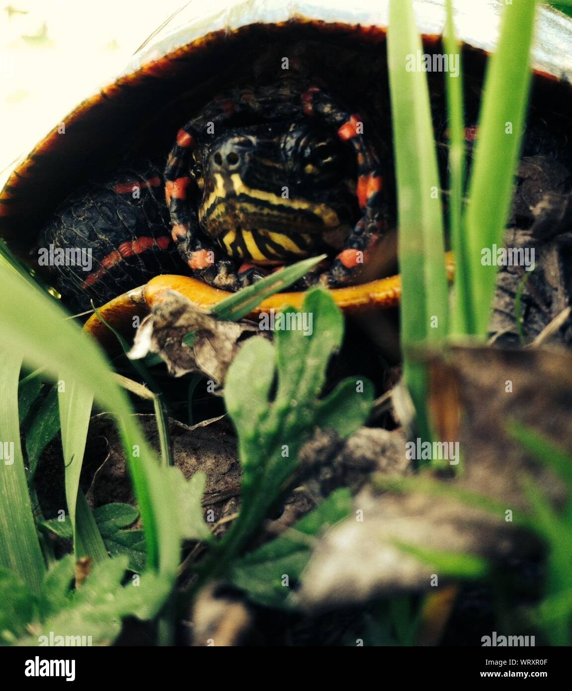 Back of turtle hi-res stock photography and images - Alamy