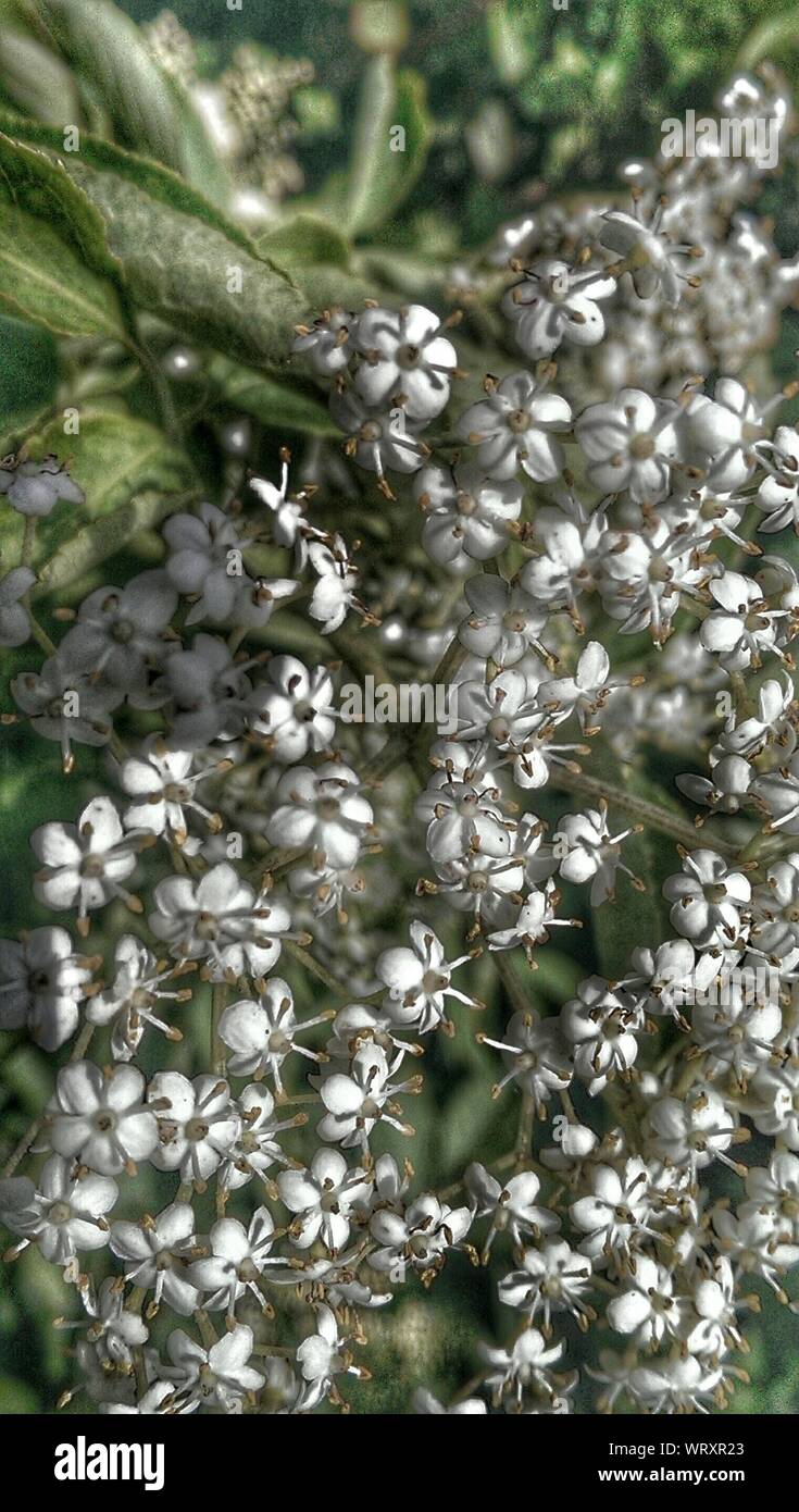 Sambucus plant hi-res stock photography and images - Alamy