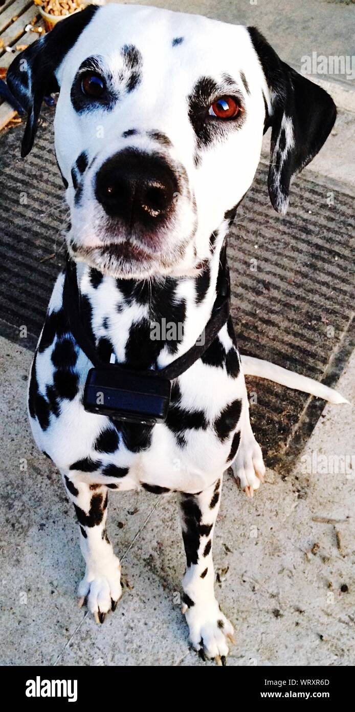Dalmatian Rottweiler Mix