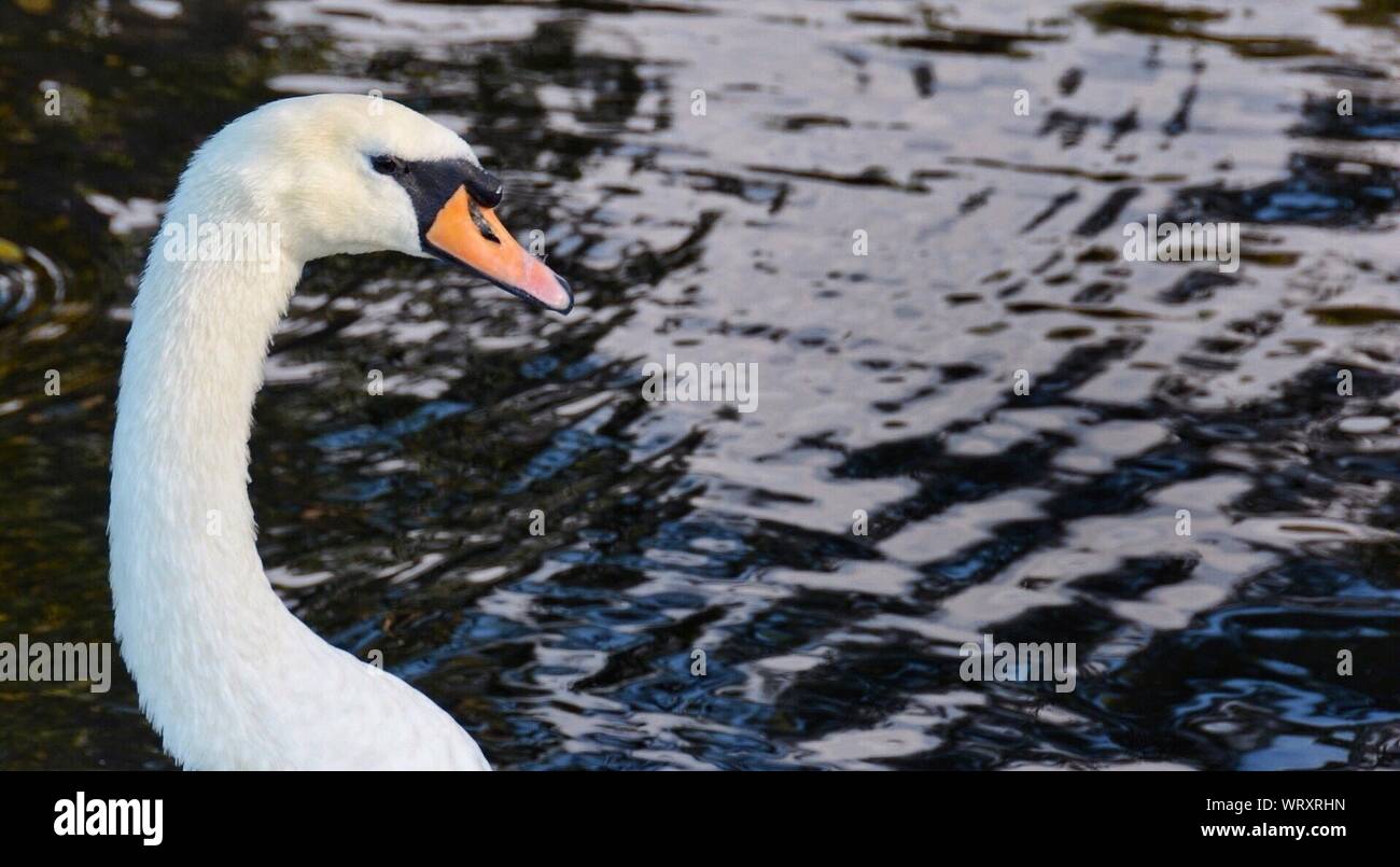 Swan Profile High Resolution Stock Photography and Images - Alamy