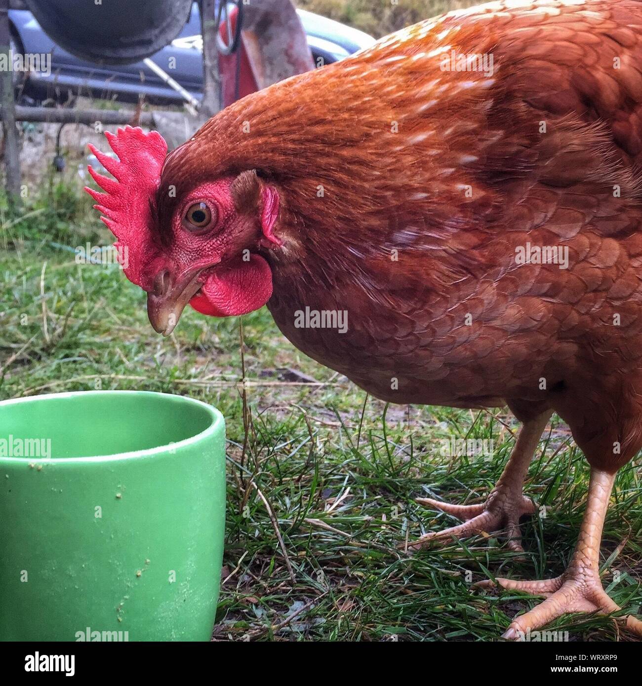 Brown Chicken Side View Head High Resolution Stock Photography and ...