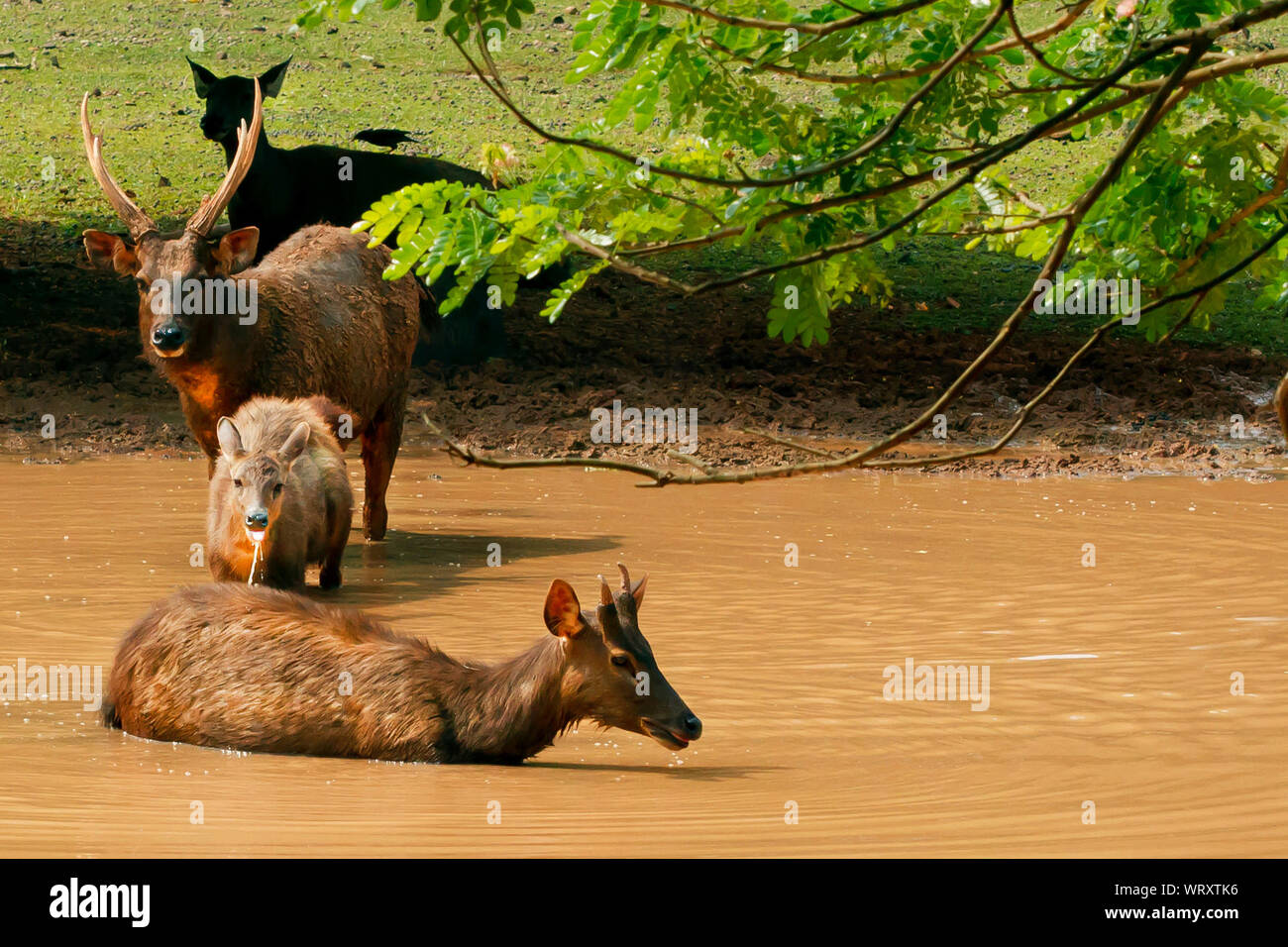 Deer family hi-res stock photography and images - Alamy