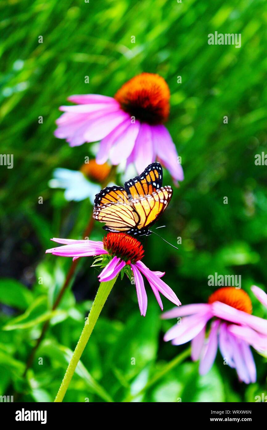 Purple butterfly tree hi-res stock photography and images - Alamy