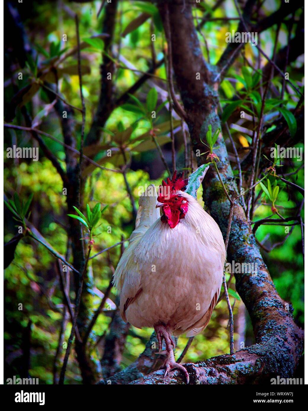 The tree chicken hi-res stock photography and images - Alamy