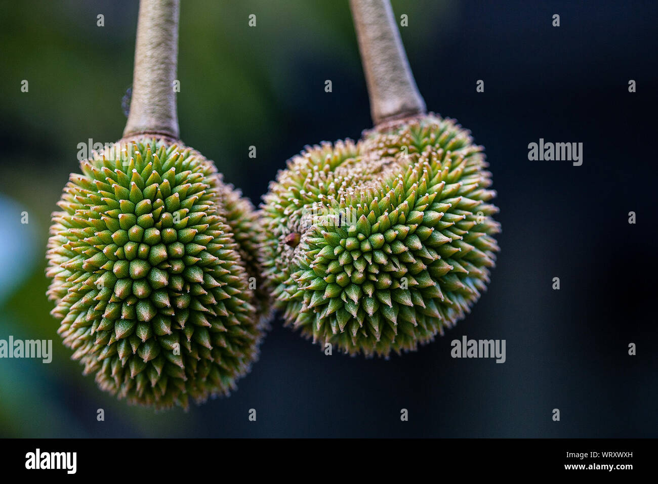Durian fruits hi-res stock photography and images - Alamy