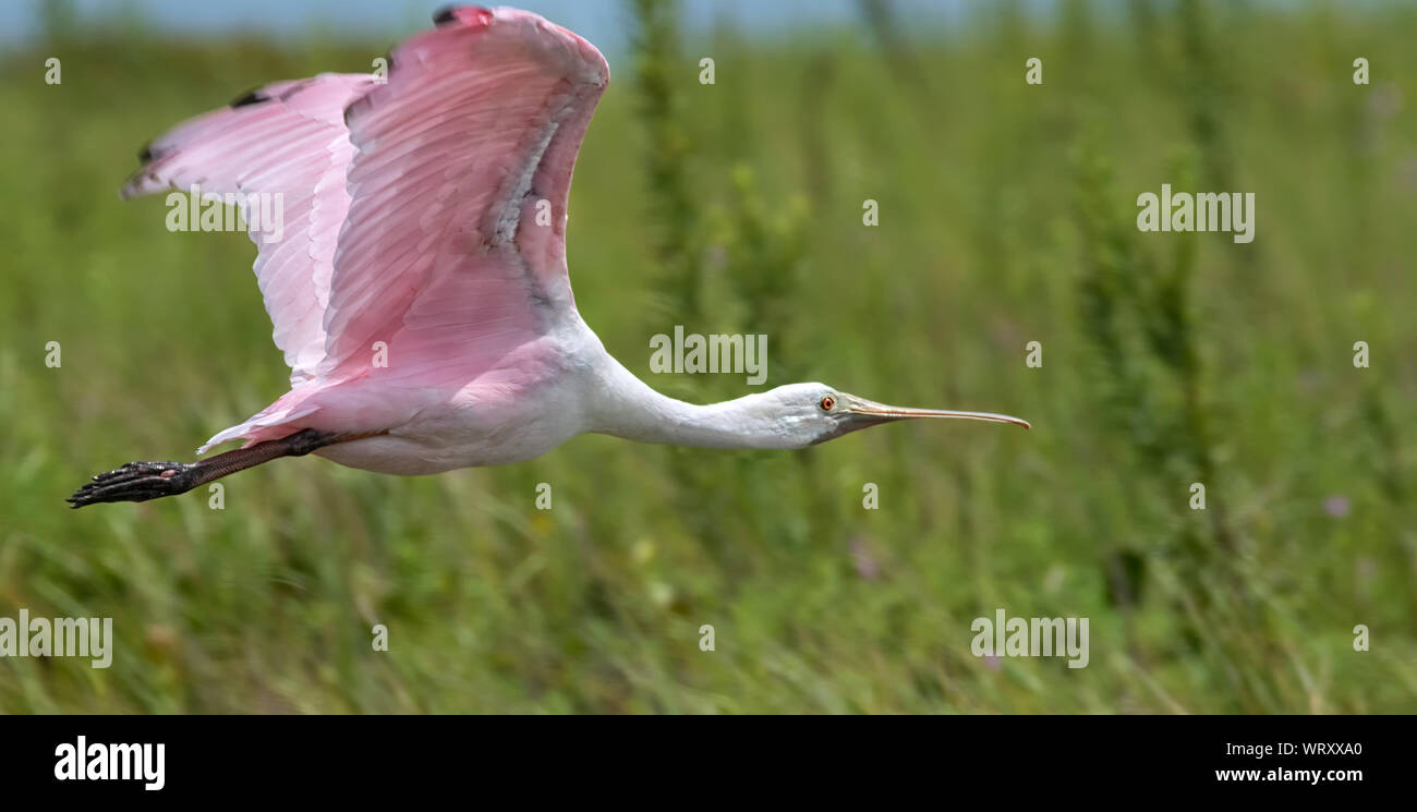 The roseate spoonbill (Platalea ajaja) flying over marsh Stock Photo ...