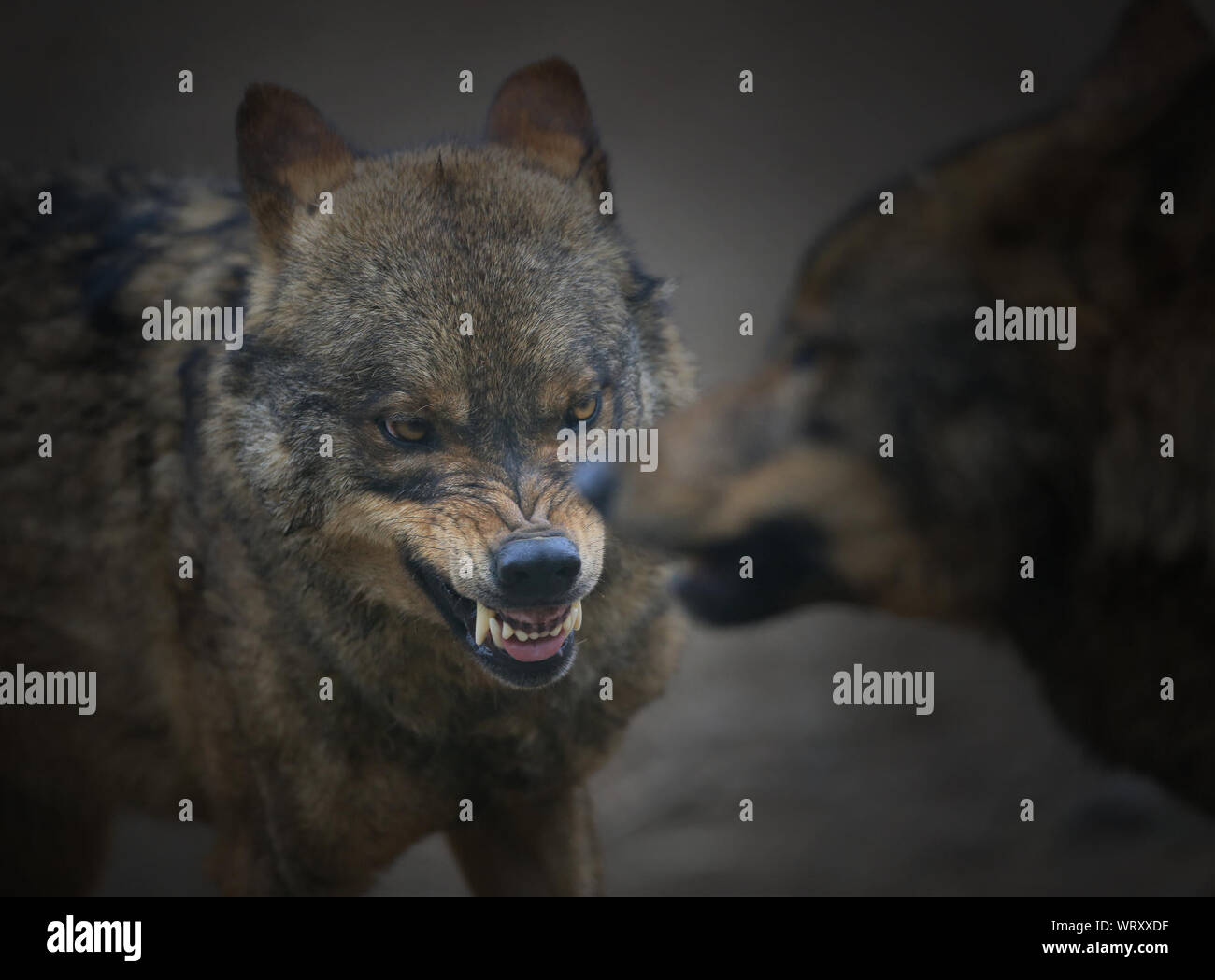 Angry wolf teeth hi-res stock photography and images - Alamy