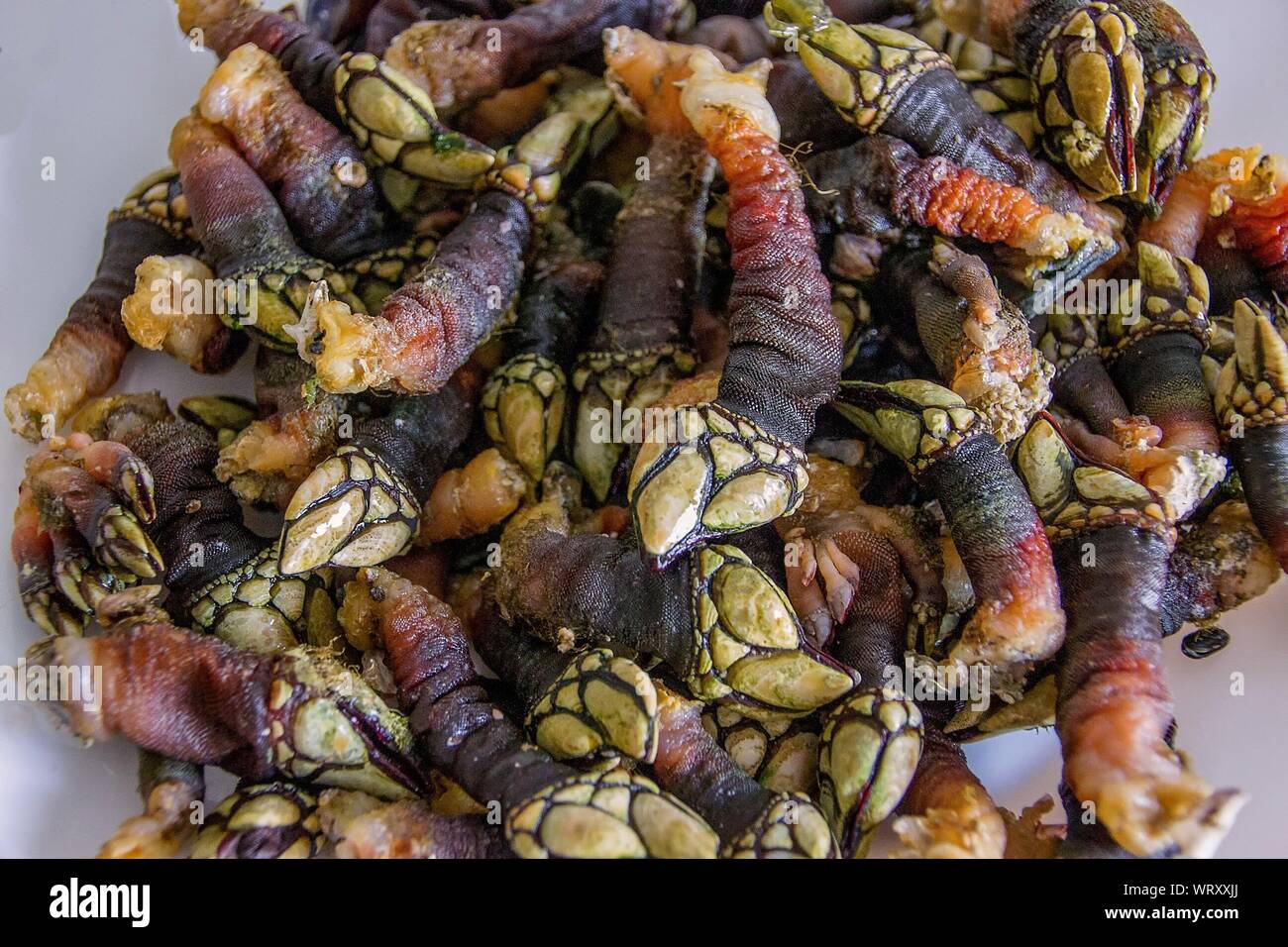 Large barnacles hi-res stock photography and images - Alamy