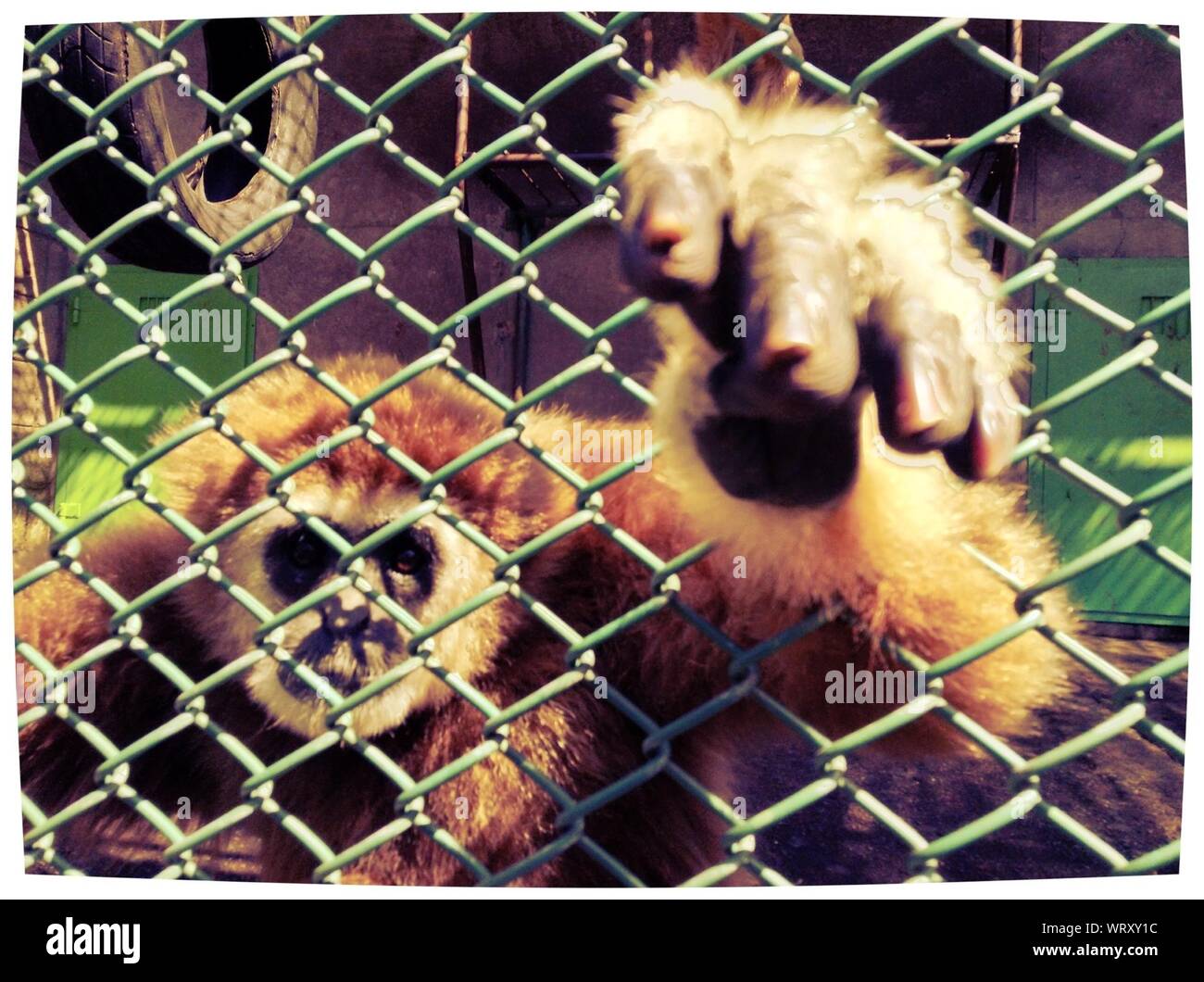 Monkey cage Cut Out Stock Images & Pictures - Alamy