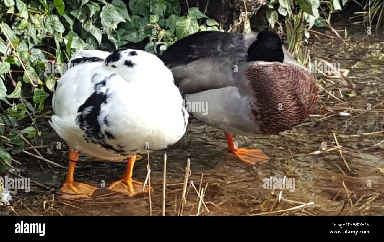 Two standing ducks hi-res stock photography and images - Alamy