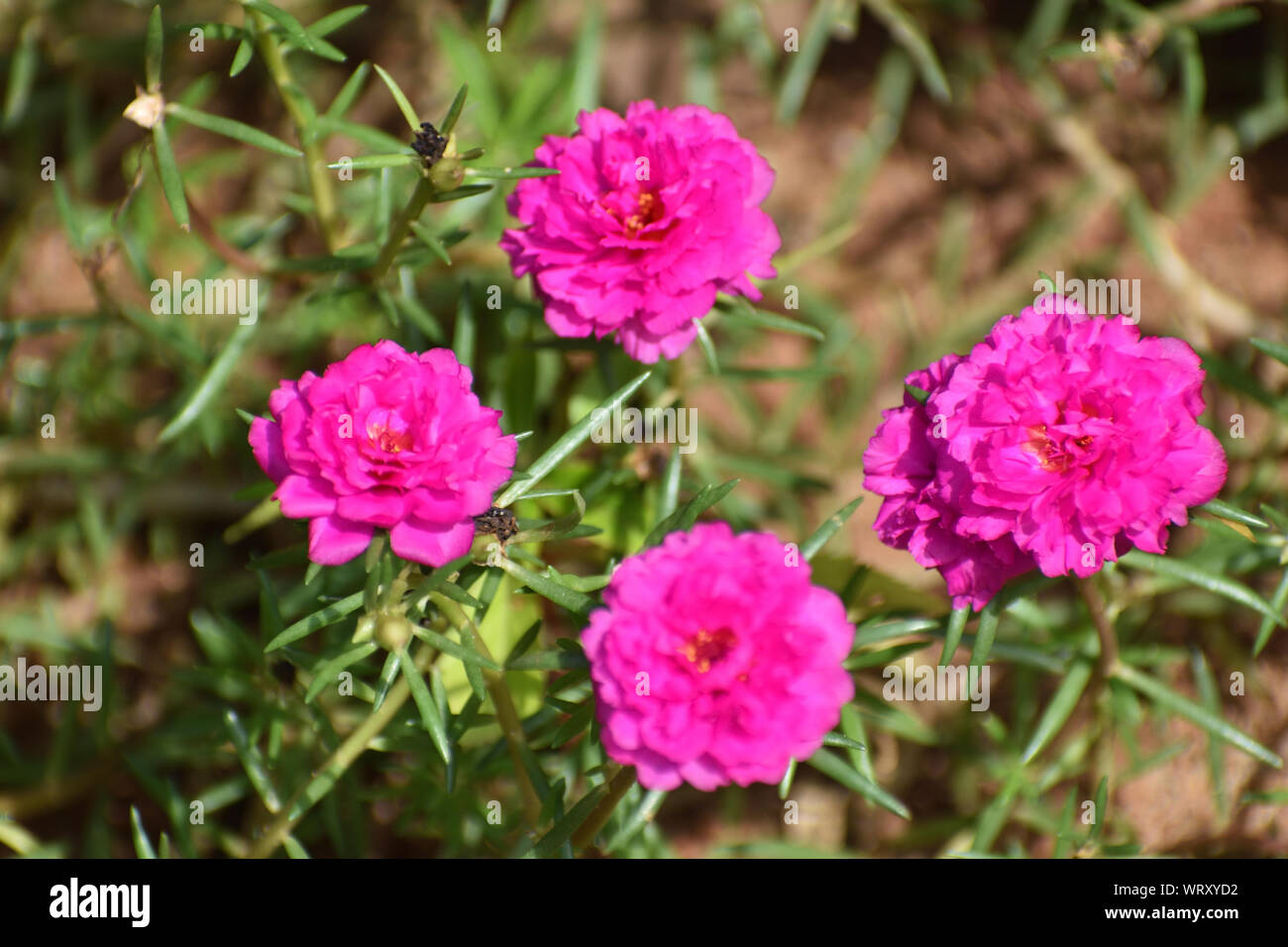 four flower rose type Stock Photo - Alamy
