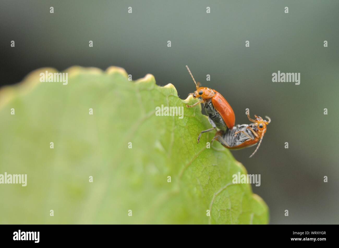 Bugs mating insect hi-res stock photography and images - Alamy