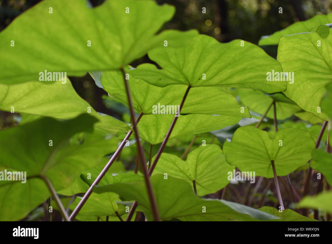 Taro tree hi-res stock photography and images - Alamy