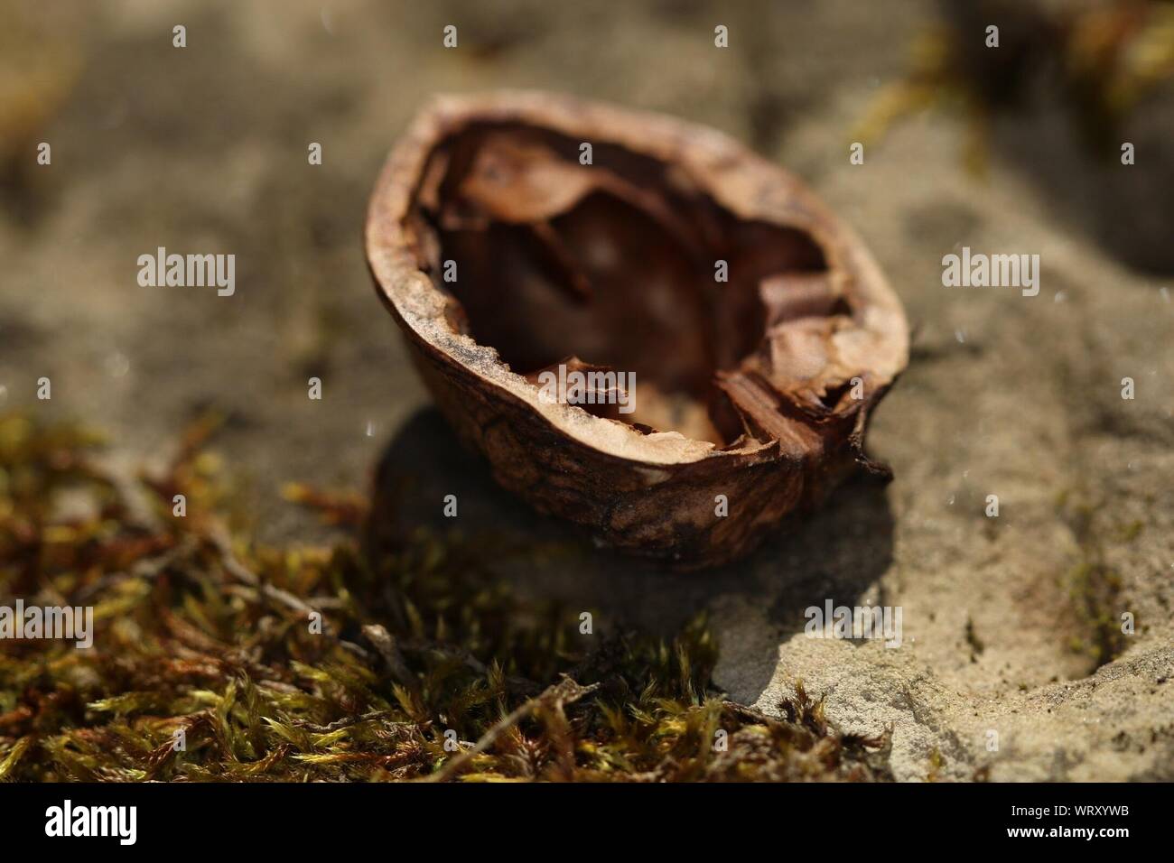 Walnut shell hi-res stock photography and images - Alamy
