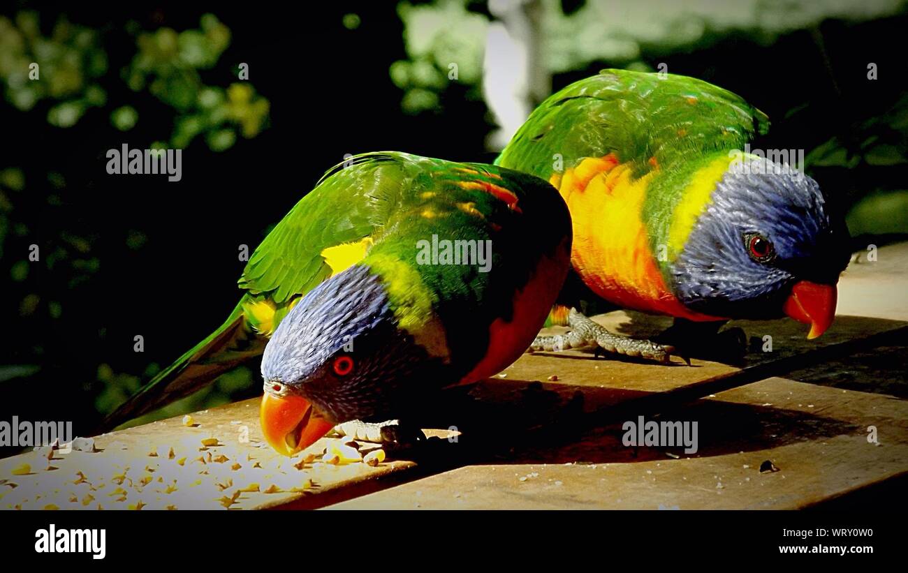 Two colorful parrots hi-res stock photography and images - Alamy