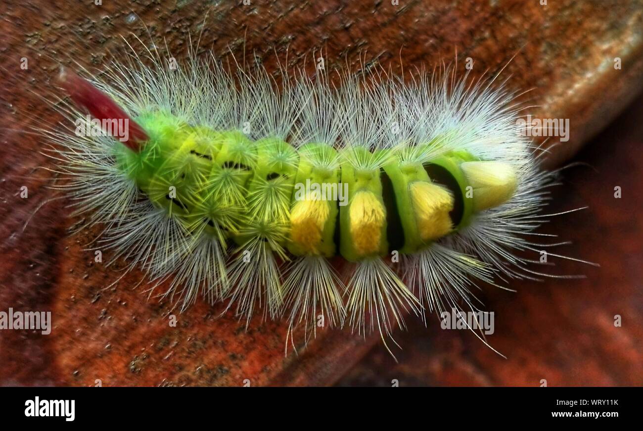 Spiky Caterpillar High Resolution Stock Photography and Images - Alamy