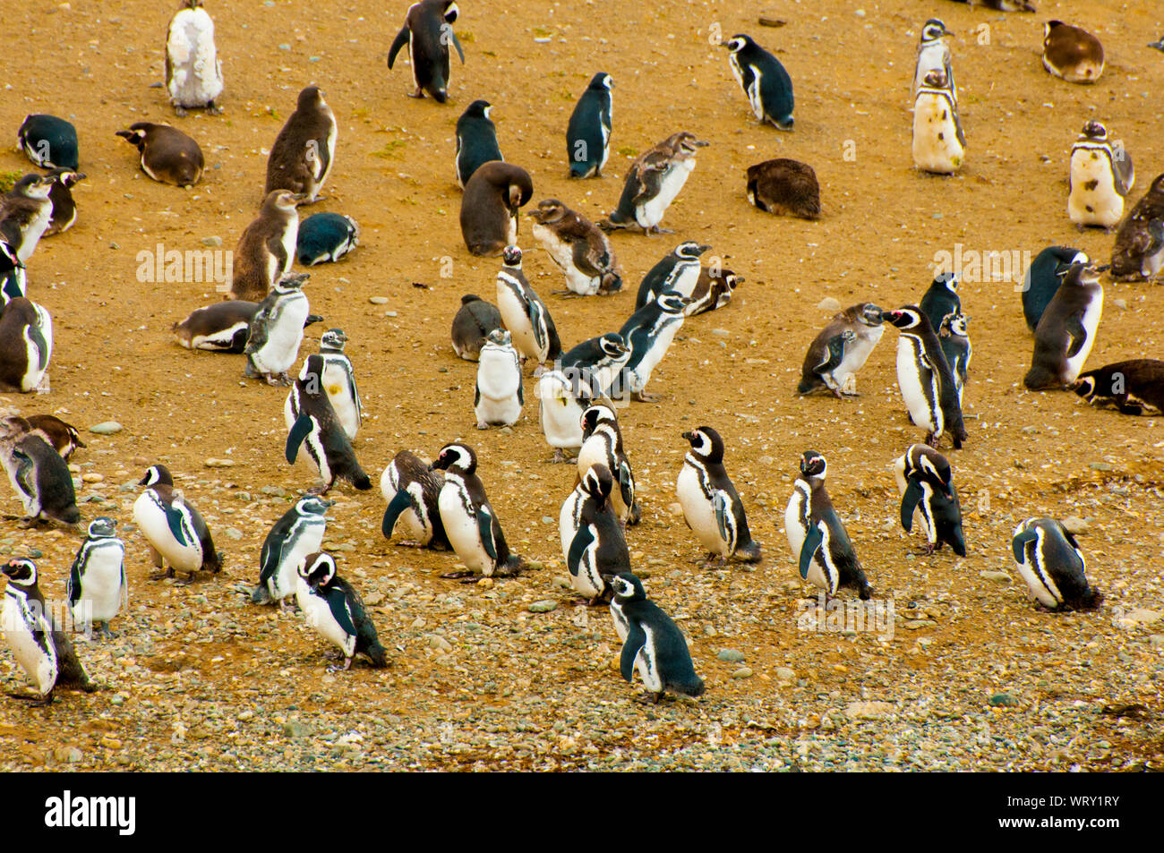 Penguins - Magdalena Island - Chile Stock Photo - Alamy