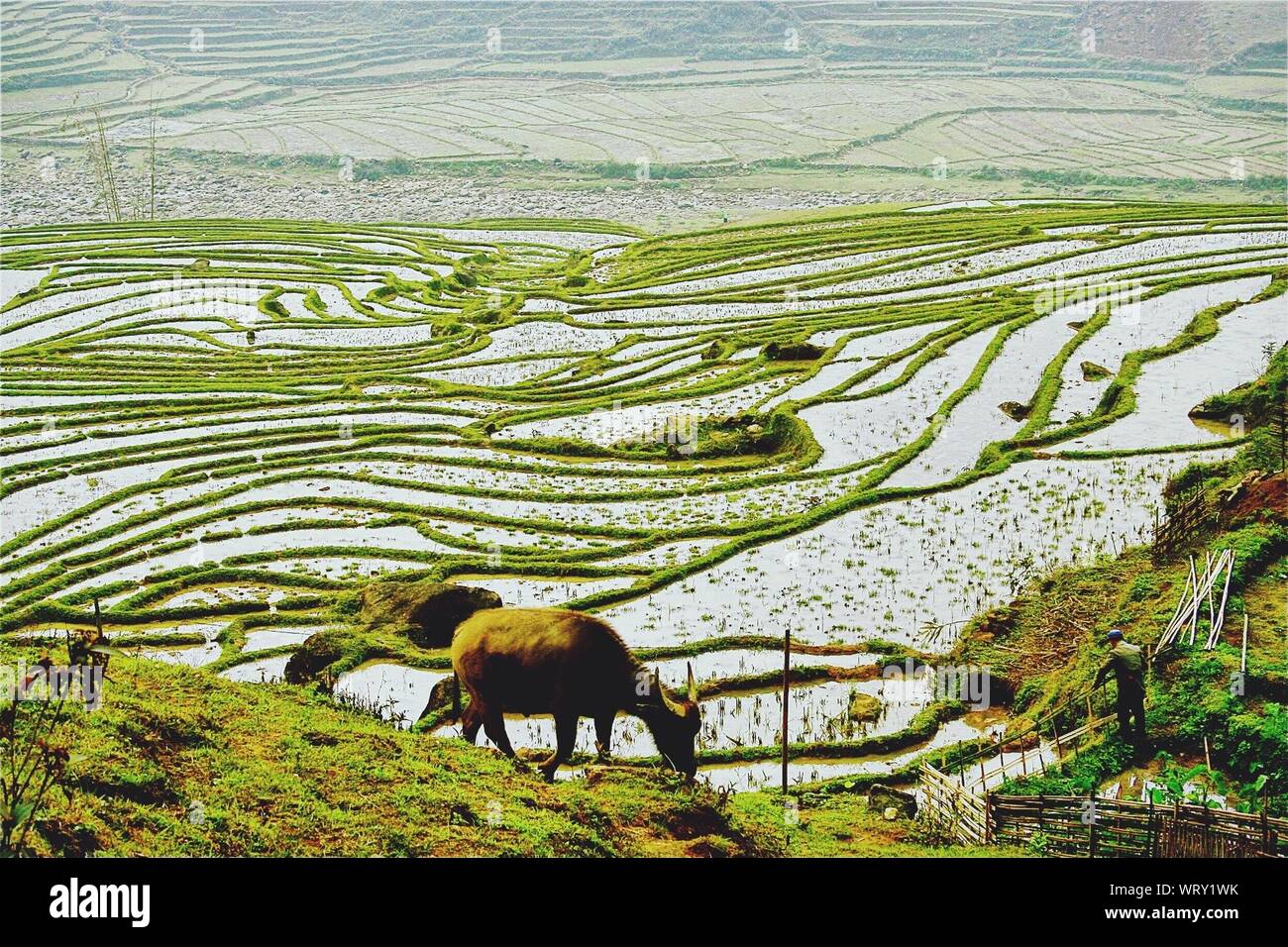 Buffalo in paddy field hi-res stock photography and images - Alamy